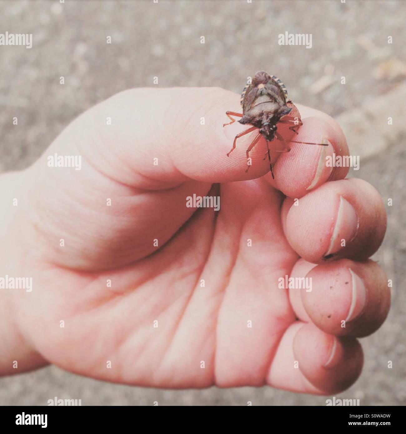 Child holding a bug Stock Photo - Alamy