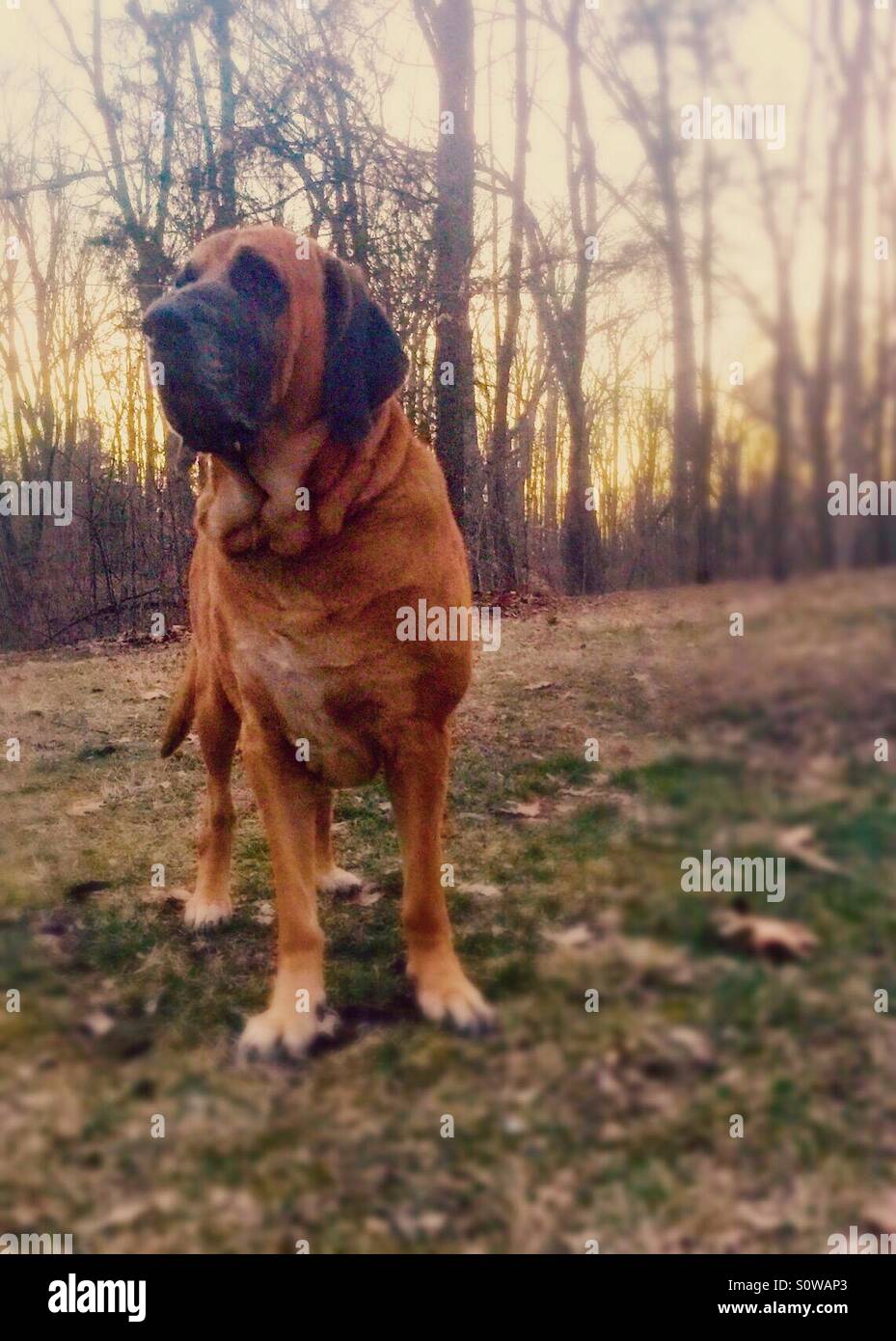 Bloodhound dog hi-res stock photography and images - Alamy