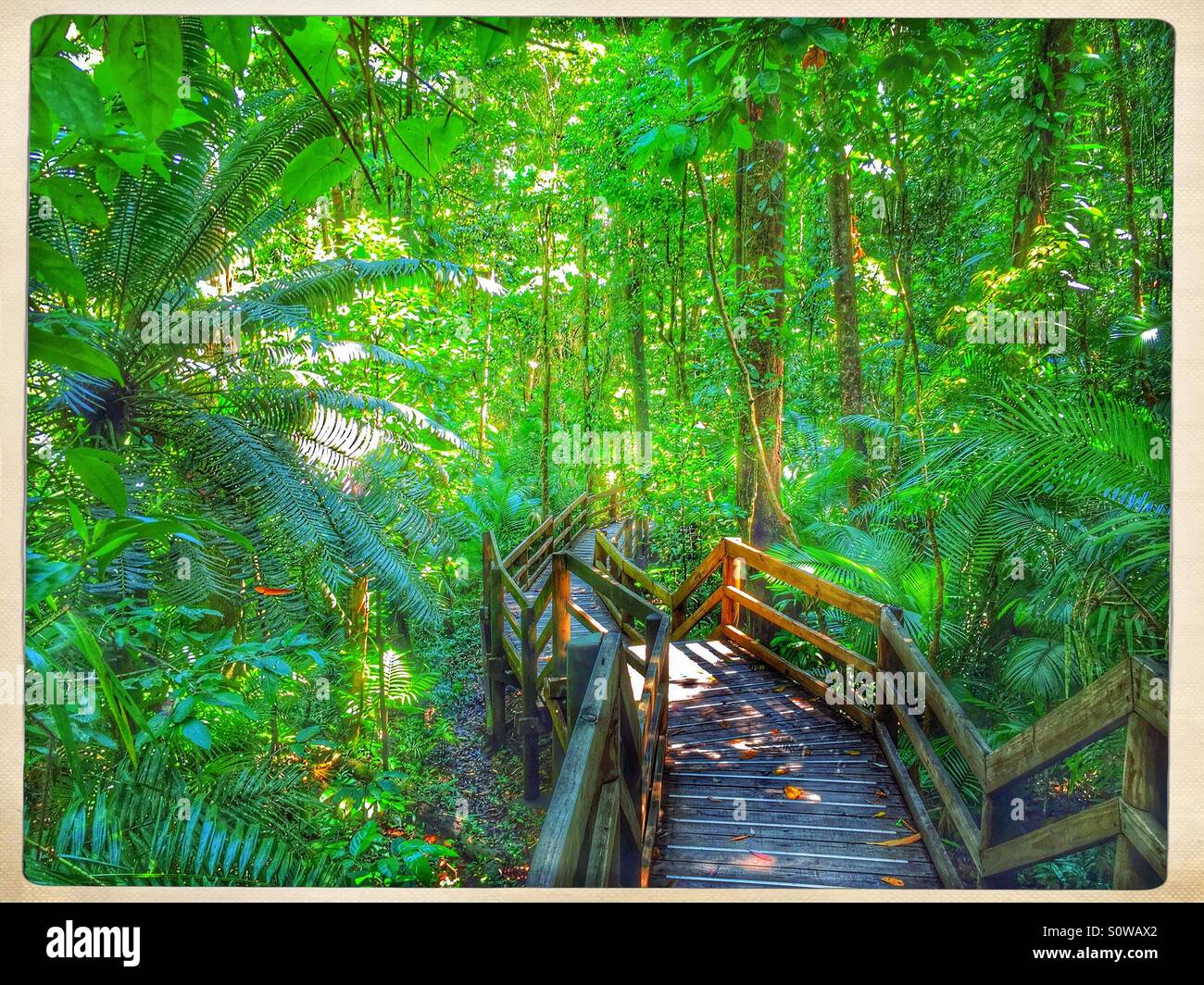 Jungle walk hi-res stock photography and images - Alamy
