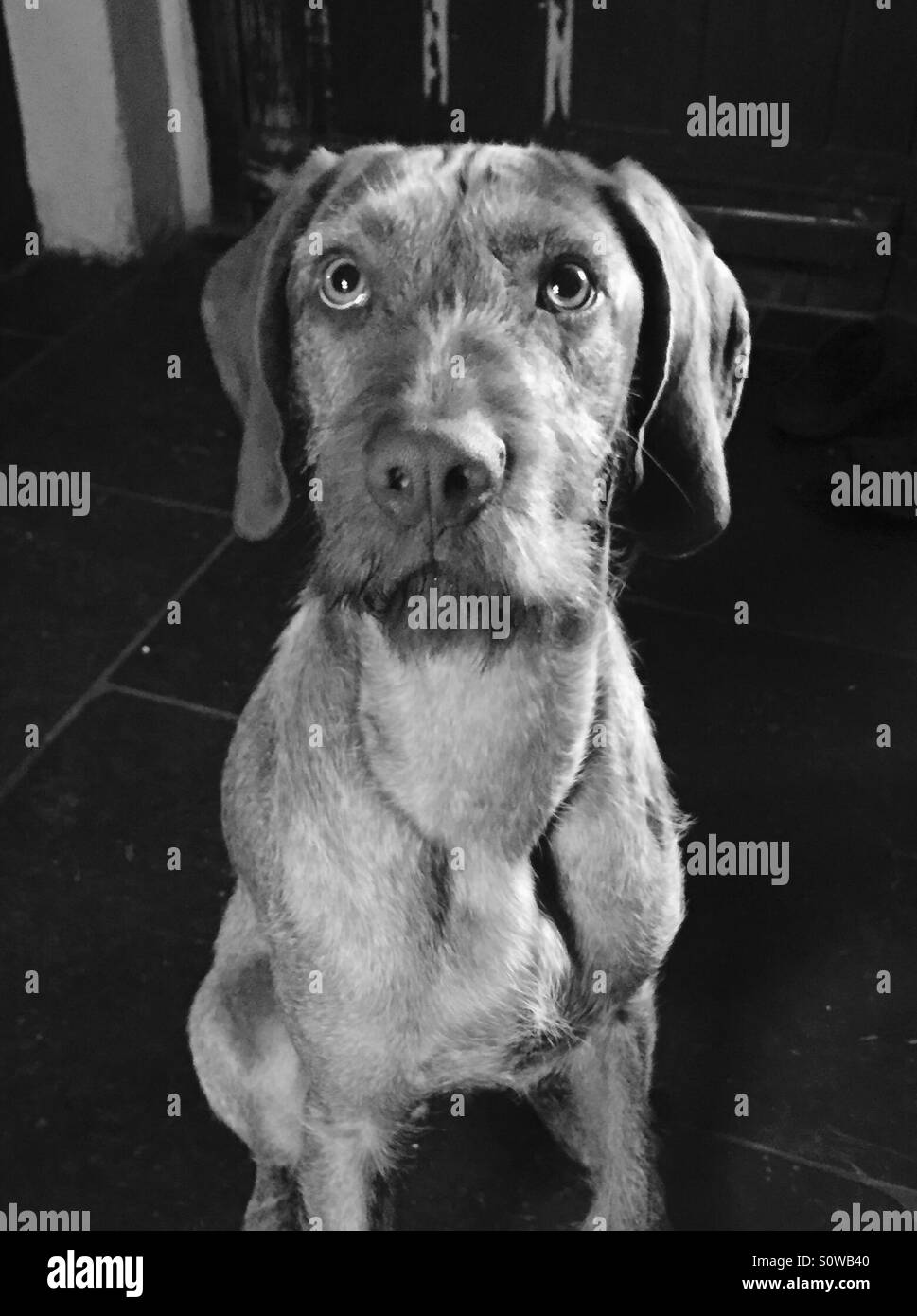 Guilty dog hi-res stock photography and images - Alamy