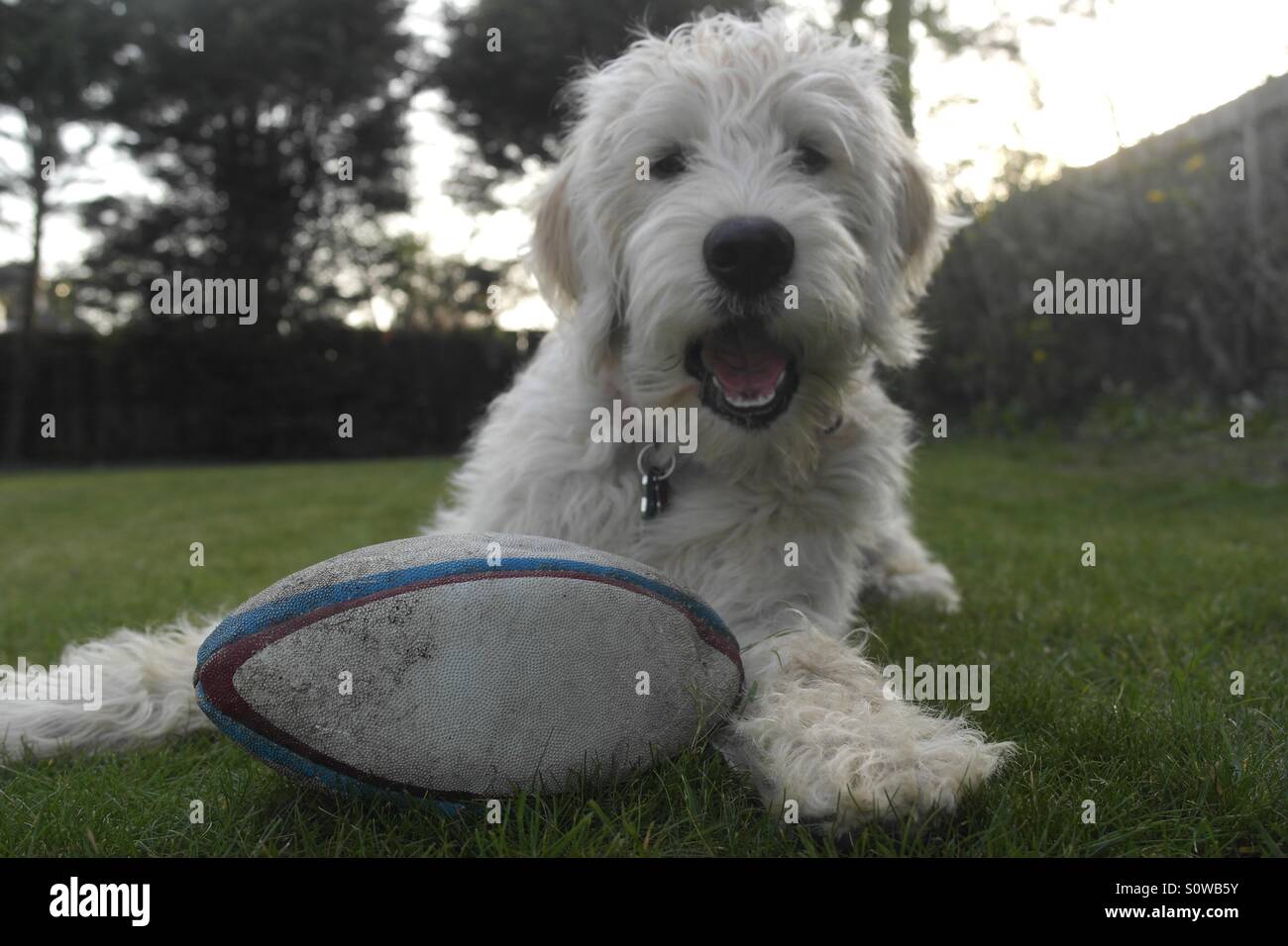 Sullivan the rugby star Stock Photo - Alamy