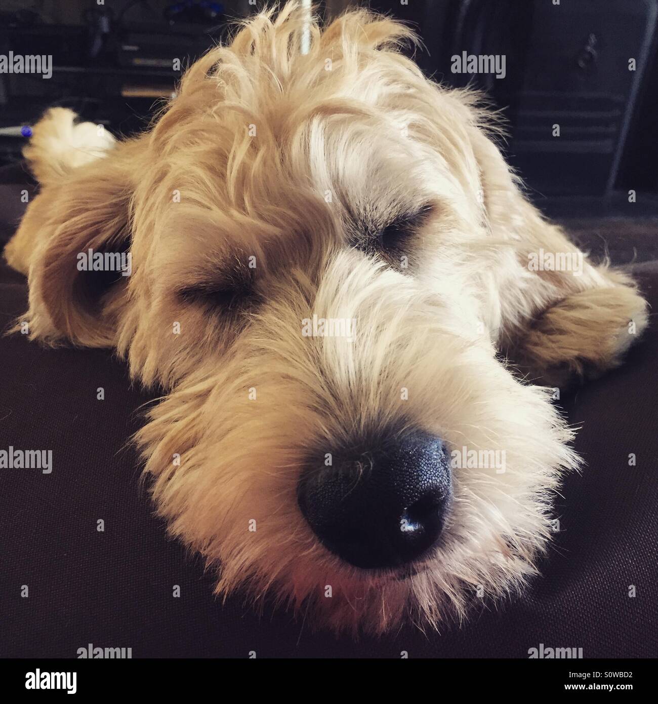 Sleeping Labradoodle High Resolution Stock Photography and Images - Alamy