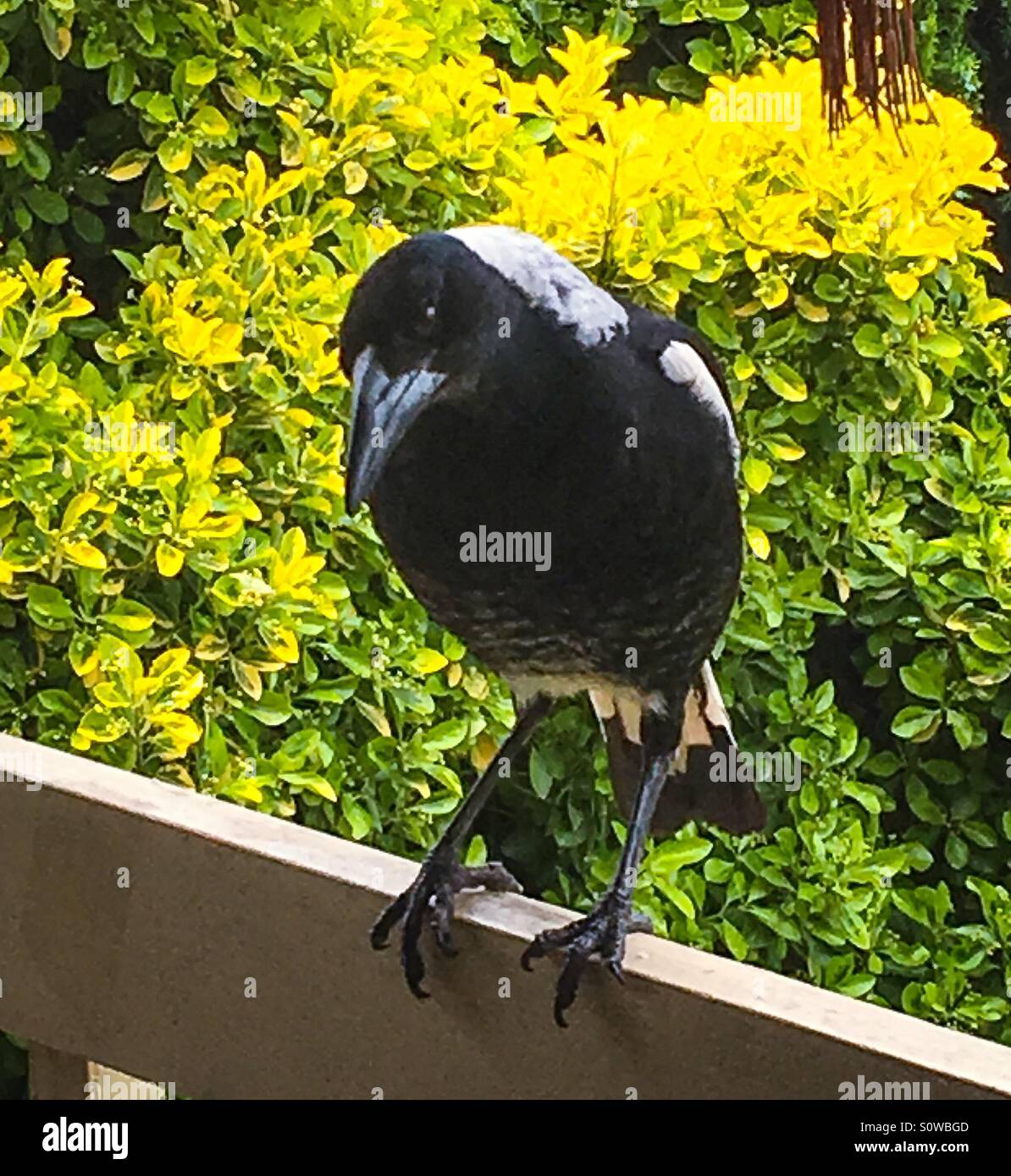 Australian Native Magpie Stock Photos & Australian Native Magpie Stock ...