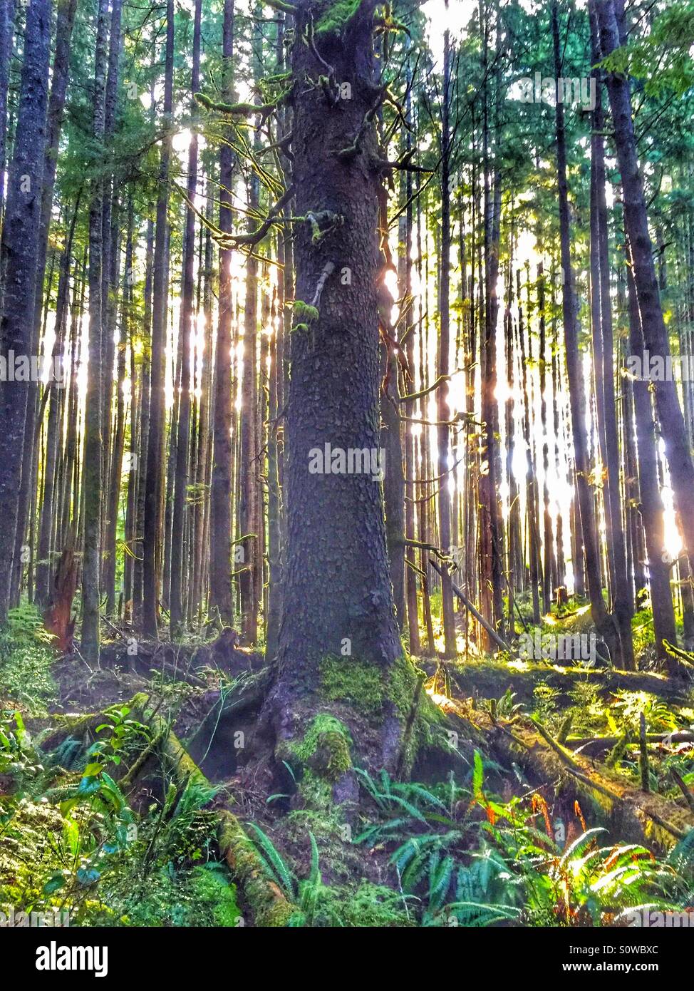 Sitka spruce tree hi-res stock photography and images - Alamy