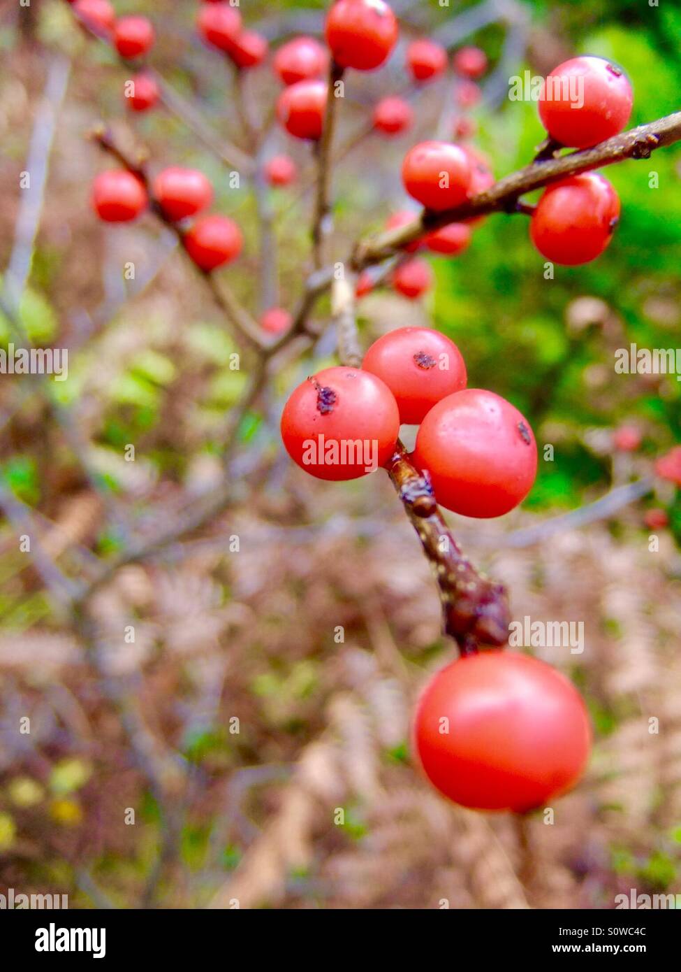 Tree Branch With New Growth Stock Photo - Alamy