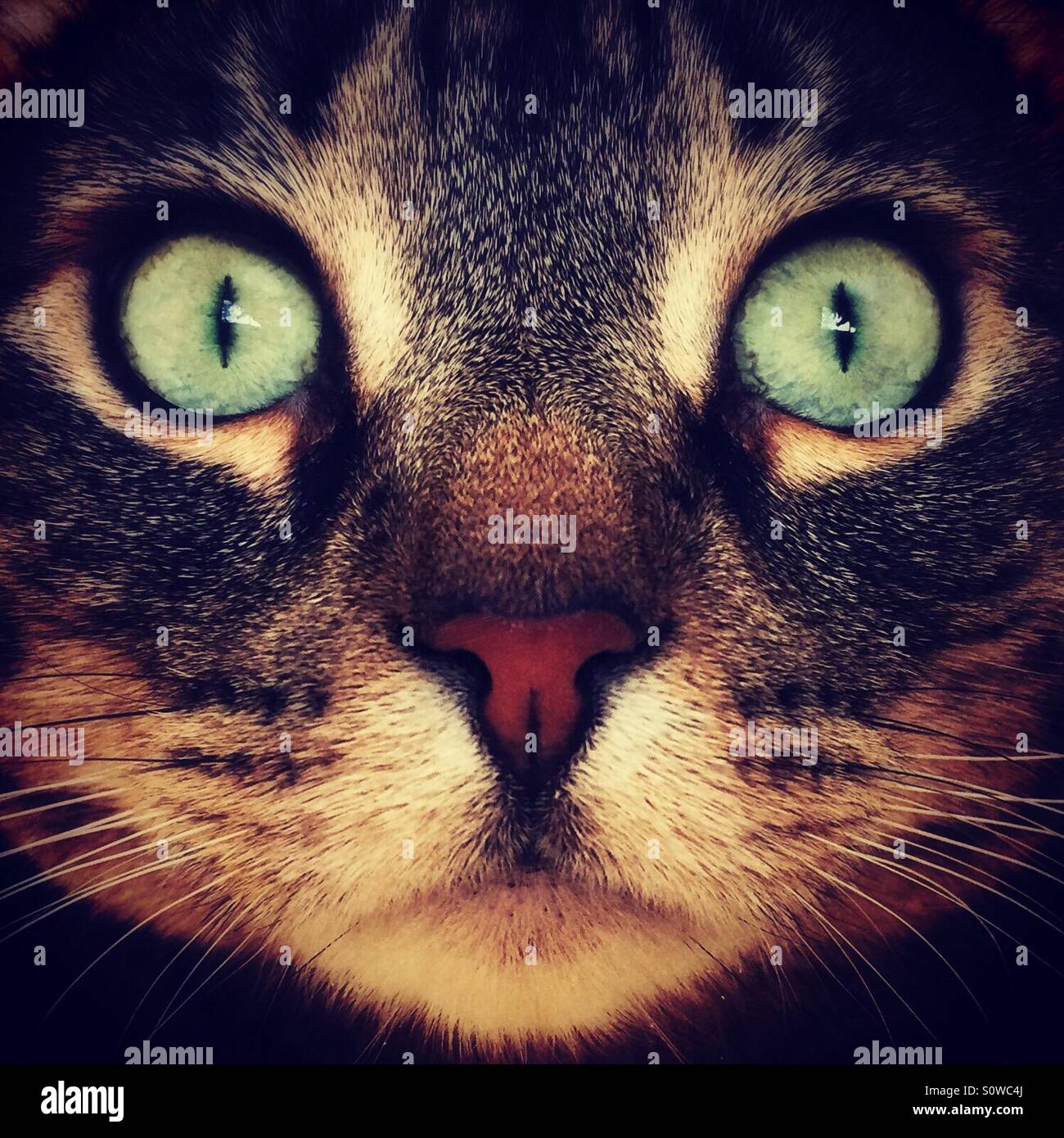 Tabby cats gaze Stock Photo - Alamy