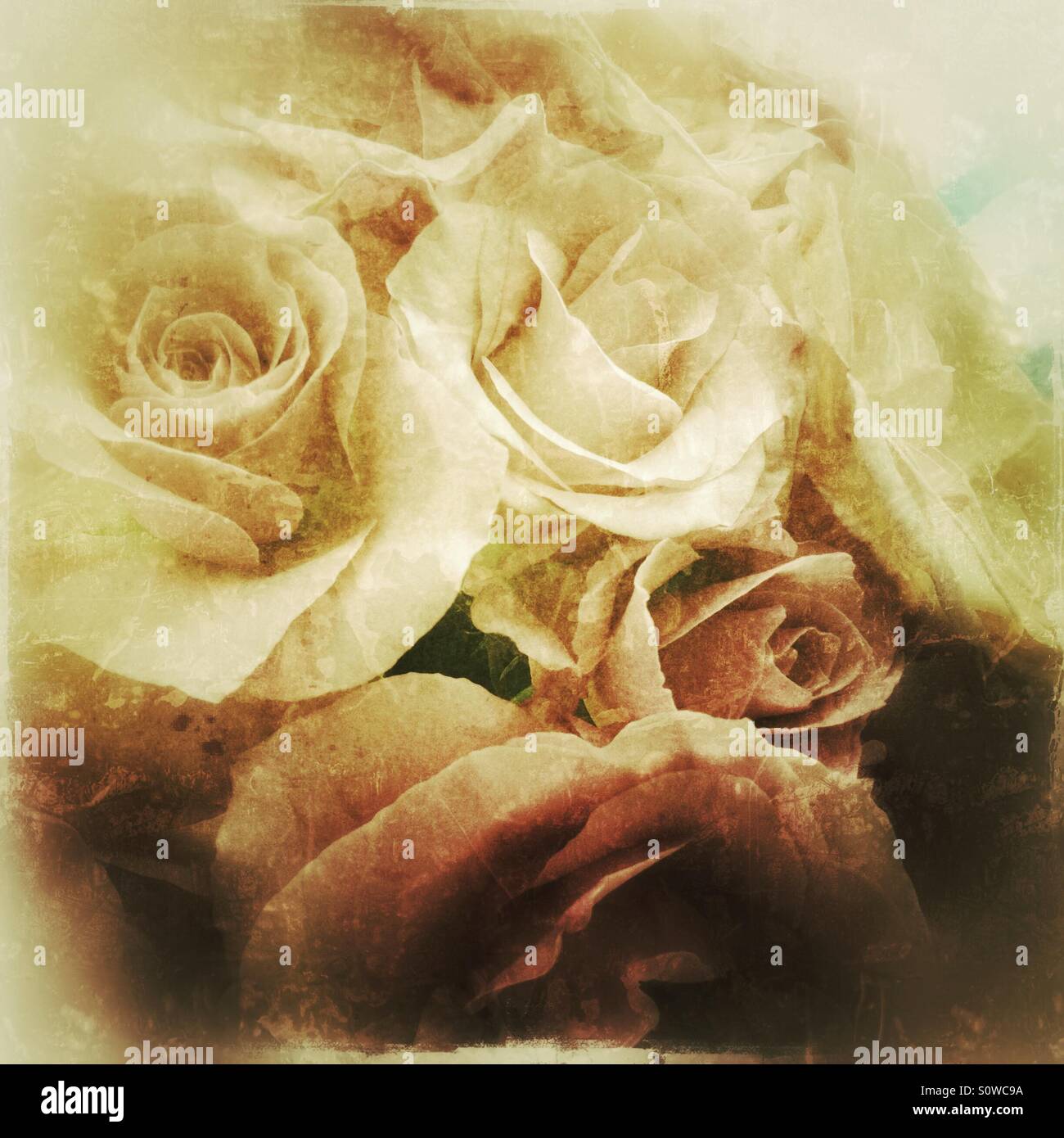 Romantic pale roses Stock Photo - Alamy