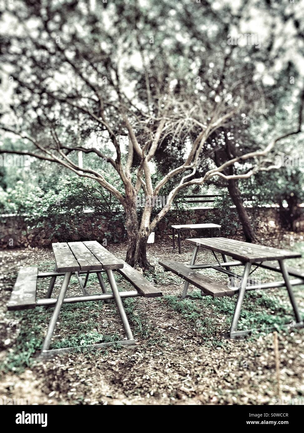 Has trees with nature and tables hi-res stock photography and images ...