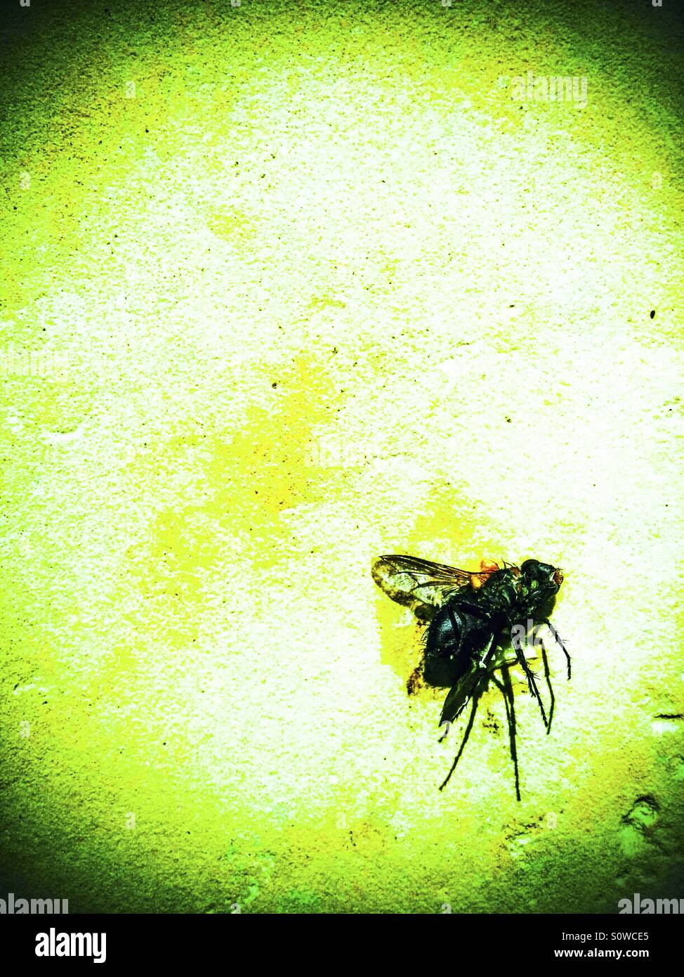 Fly of the dead hi-res stock photography and images - Alamy