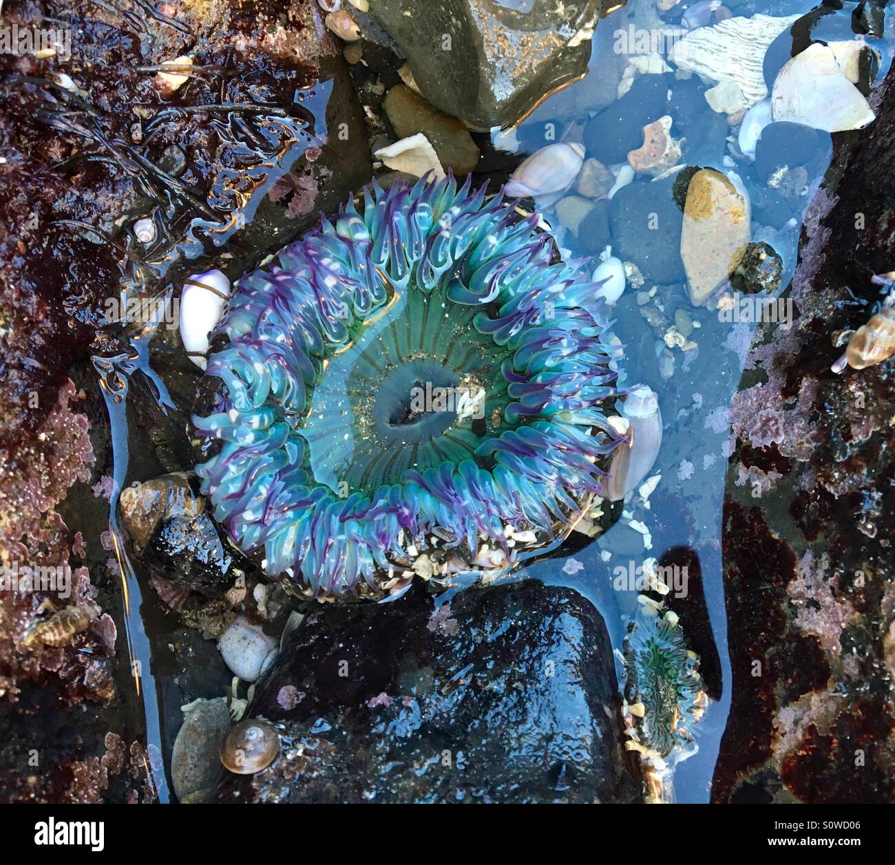 Fl Green Sea Anemone