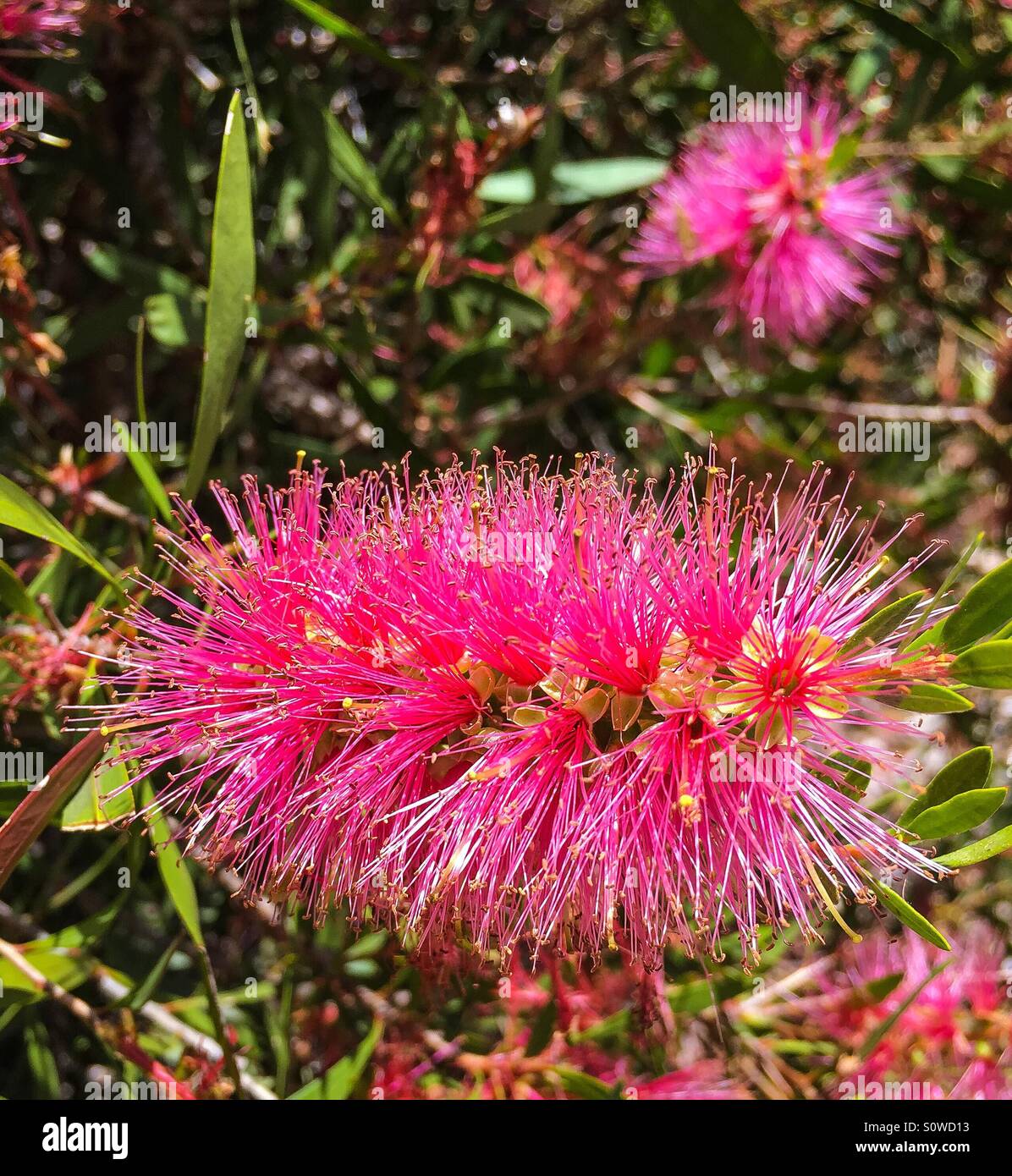 Bottle brush flower hi-res stock photography and images - Alamy