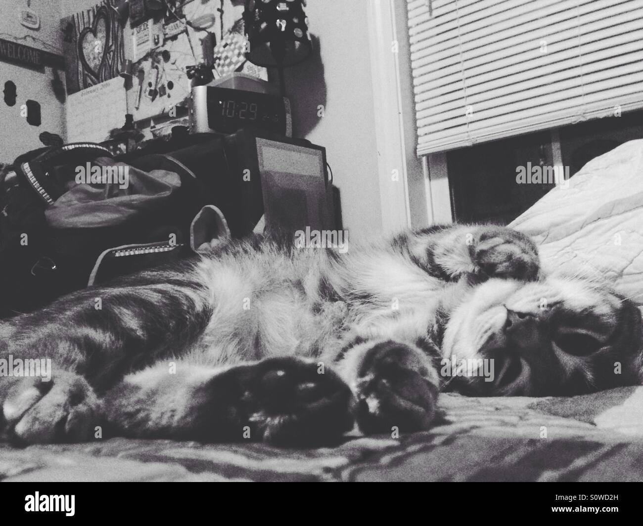 Cali the lazy cat Stock Photo - Alamy