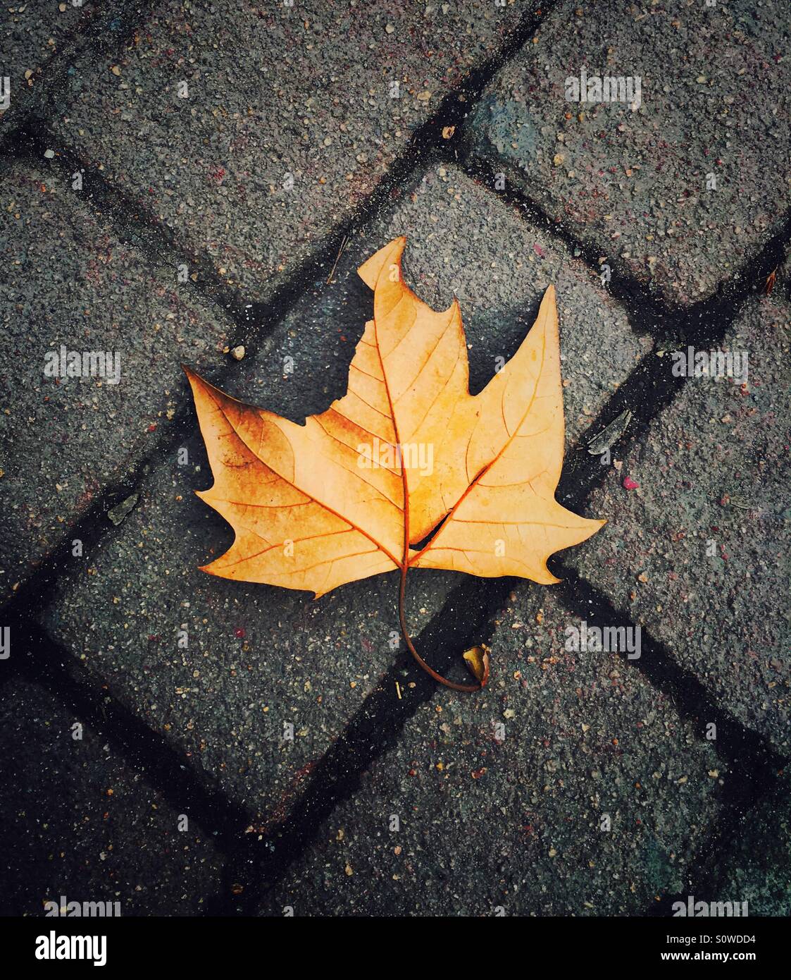 Falls leaf hi-res stock photography and images - Alamy
