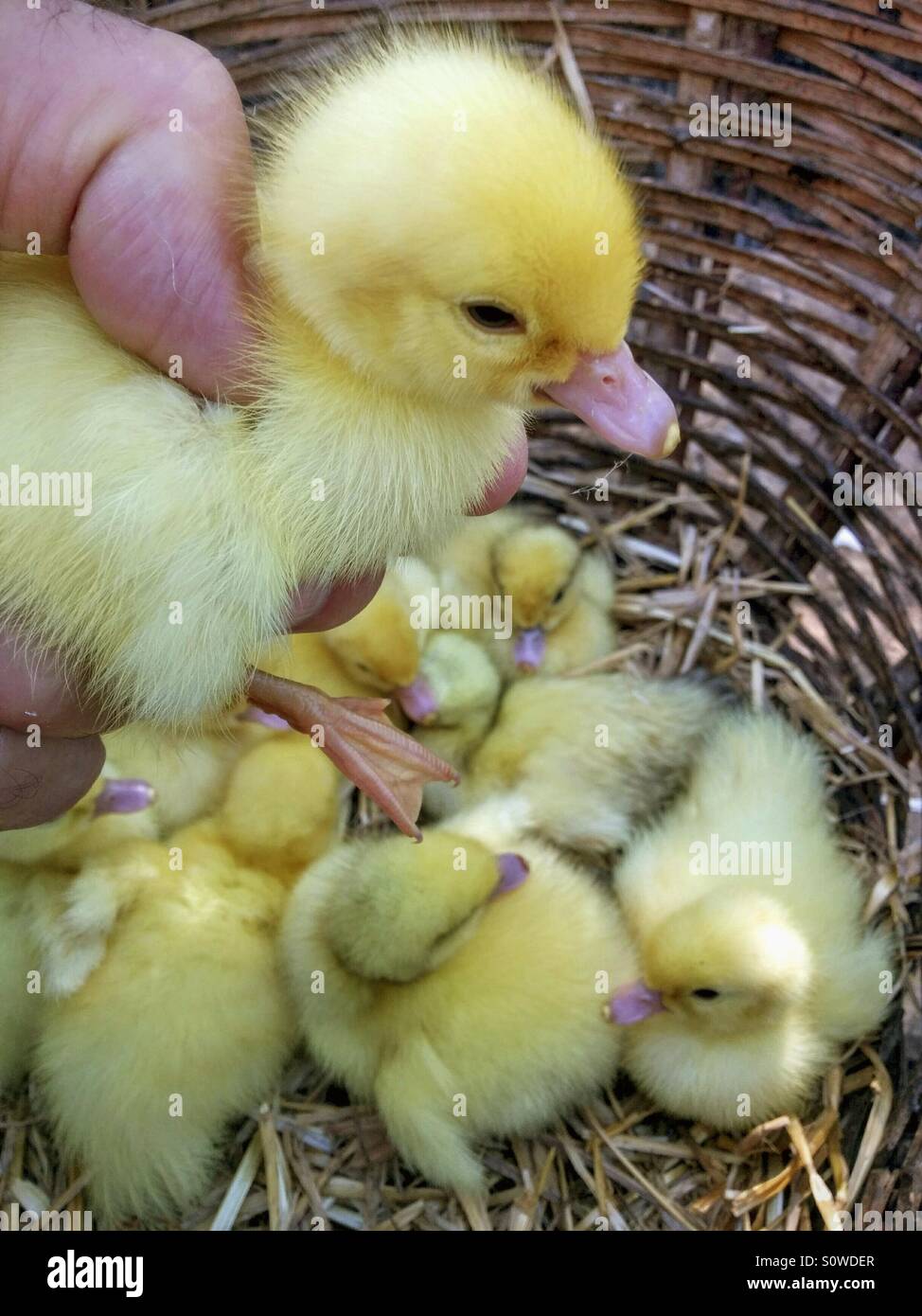 Ducklings care hi-res stock photography and images - Alamy