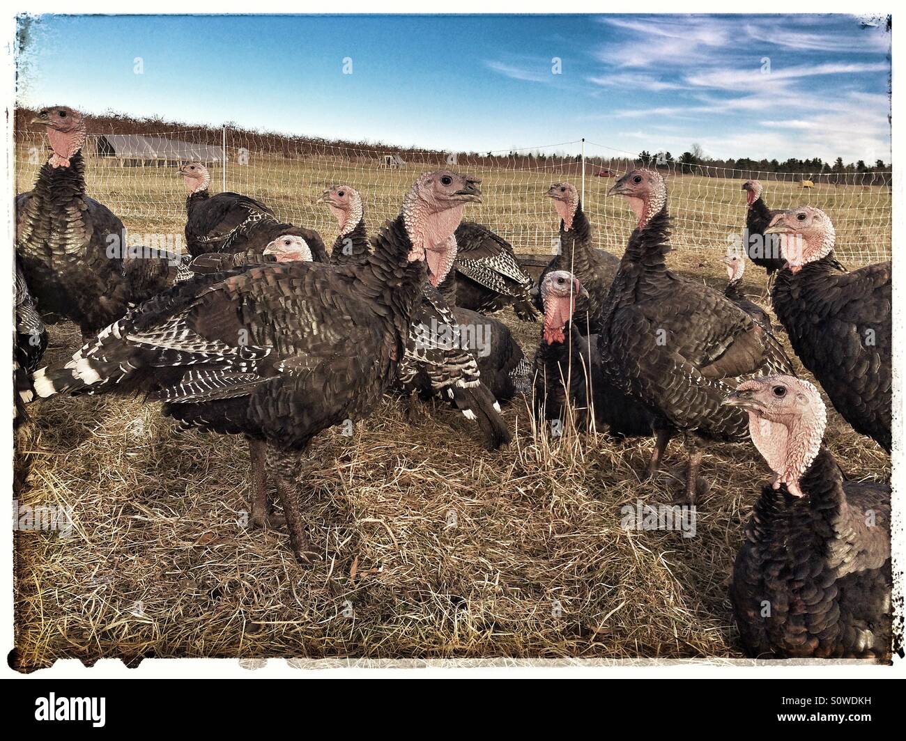 Free range turkey turkeys hi-res stock photography and images - Alamy