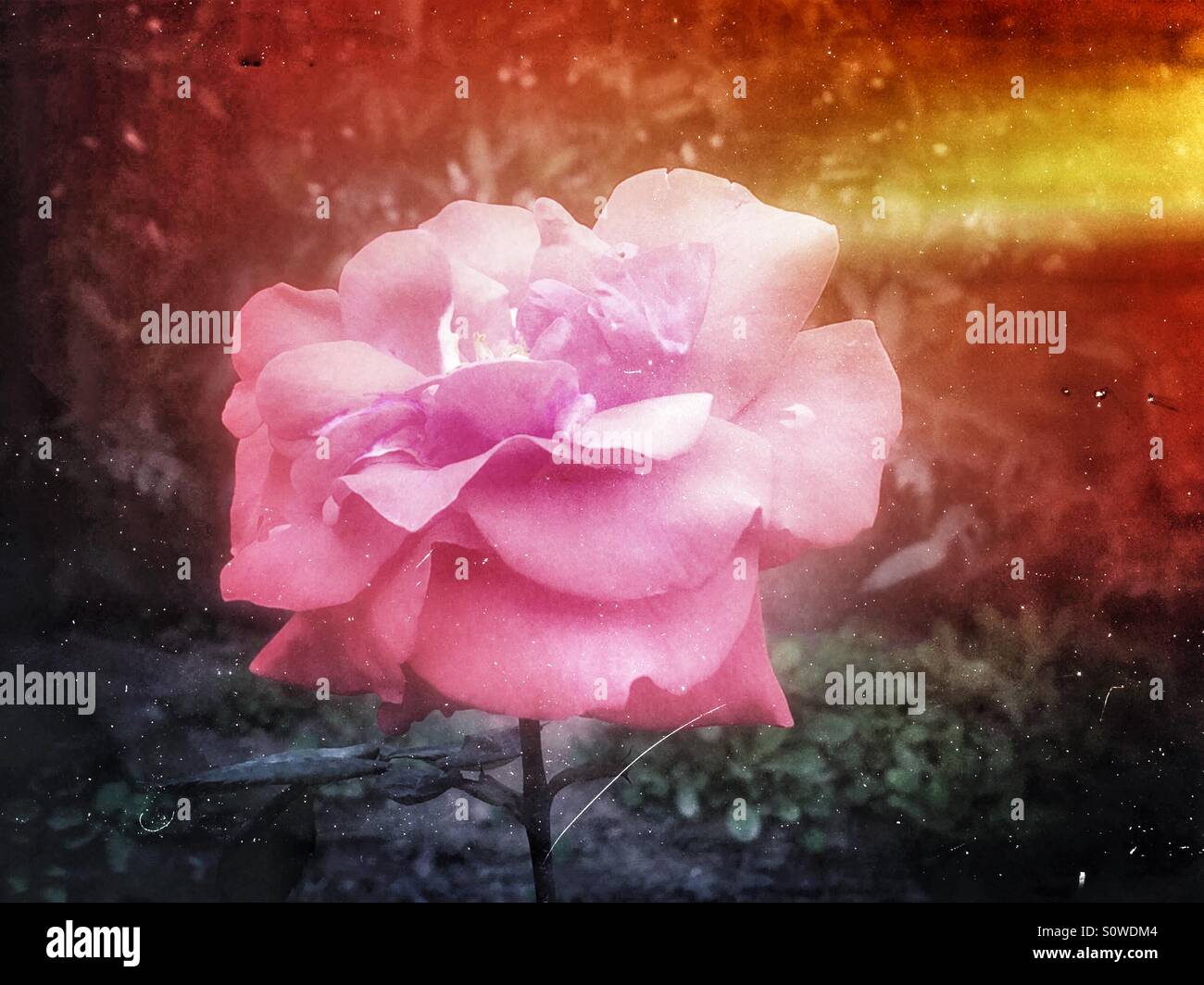 Rose in the rain drops Stock Photo - Alamy
