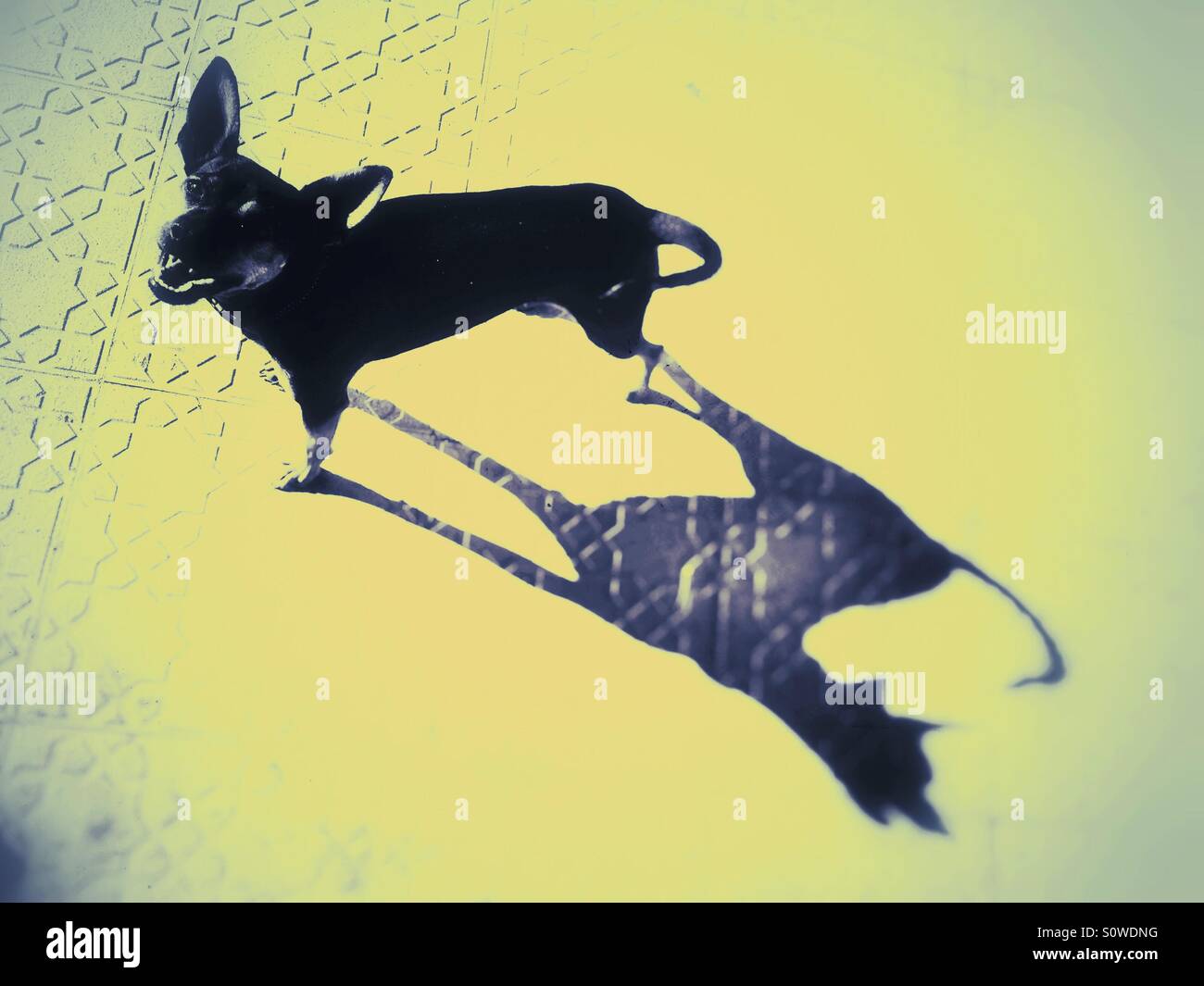 Dog and shadow Stock Photo - Alamy