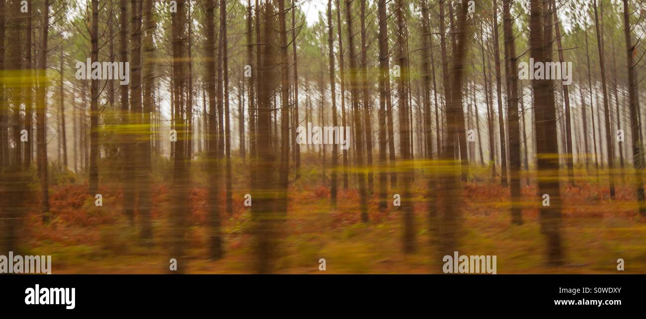 Forest abstract hi-res stock photography and images - Alamy