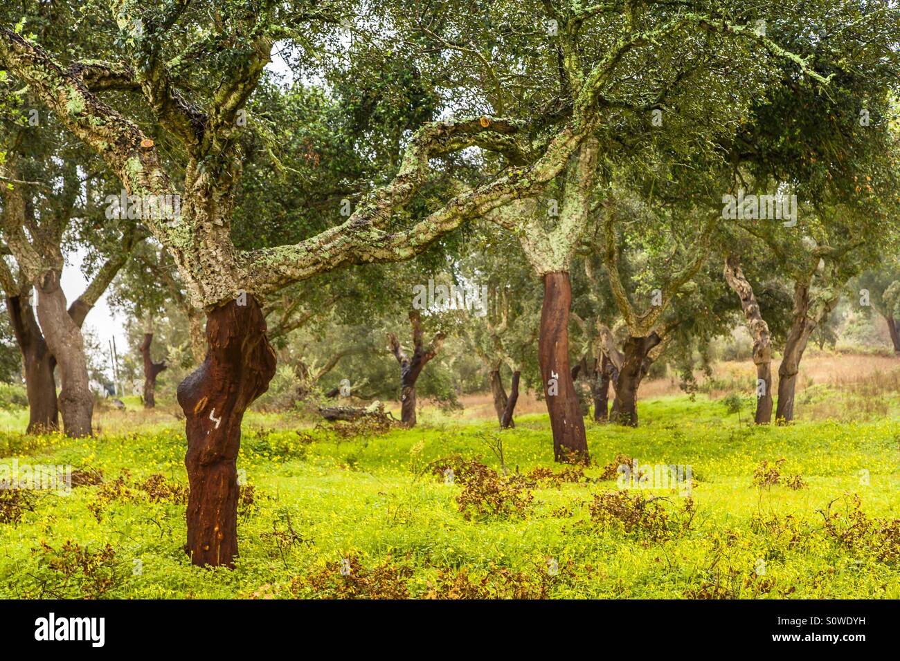 Cork Trees Landscape Stock Photo - Alamy