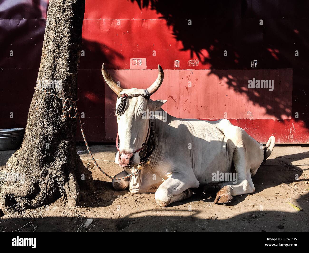 Cow in Myanmar Stock Photo - Alamy