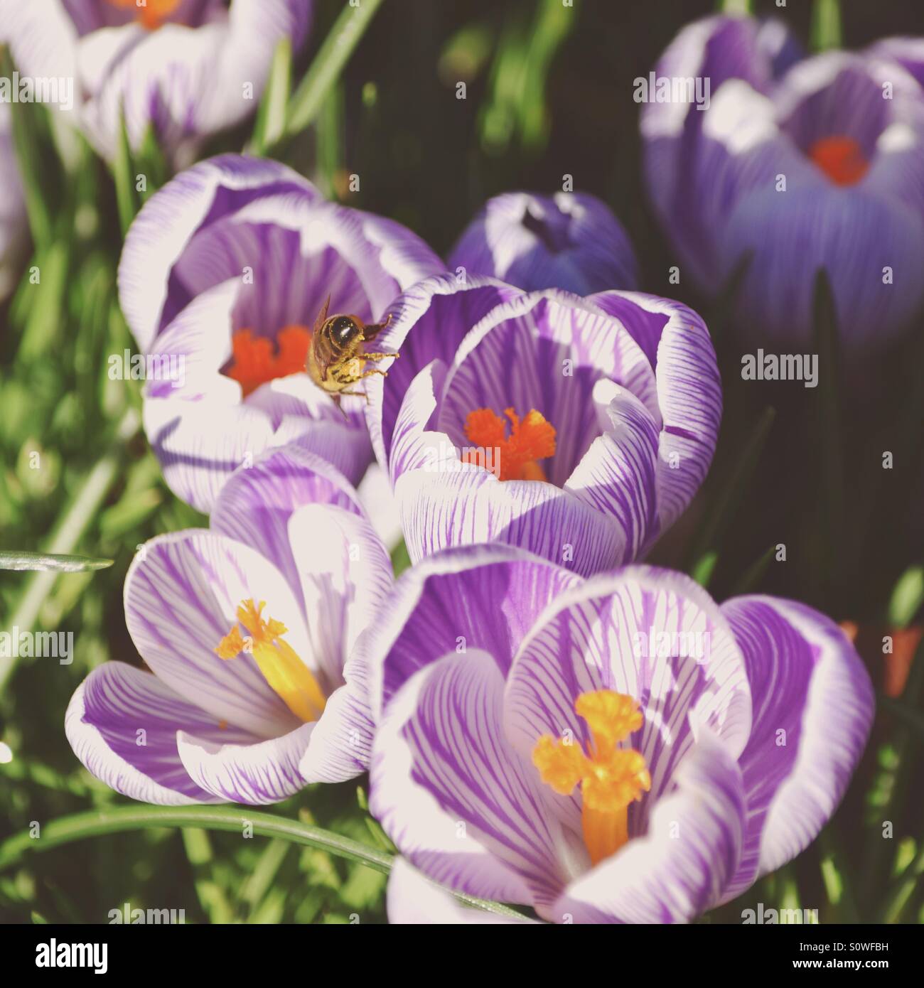 Almost spring hi-res stock photography and images - Alamy