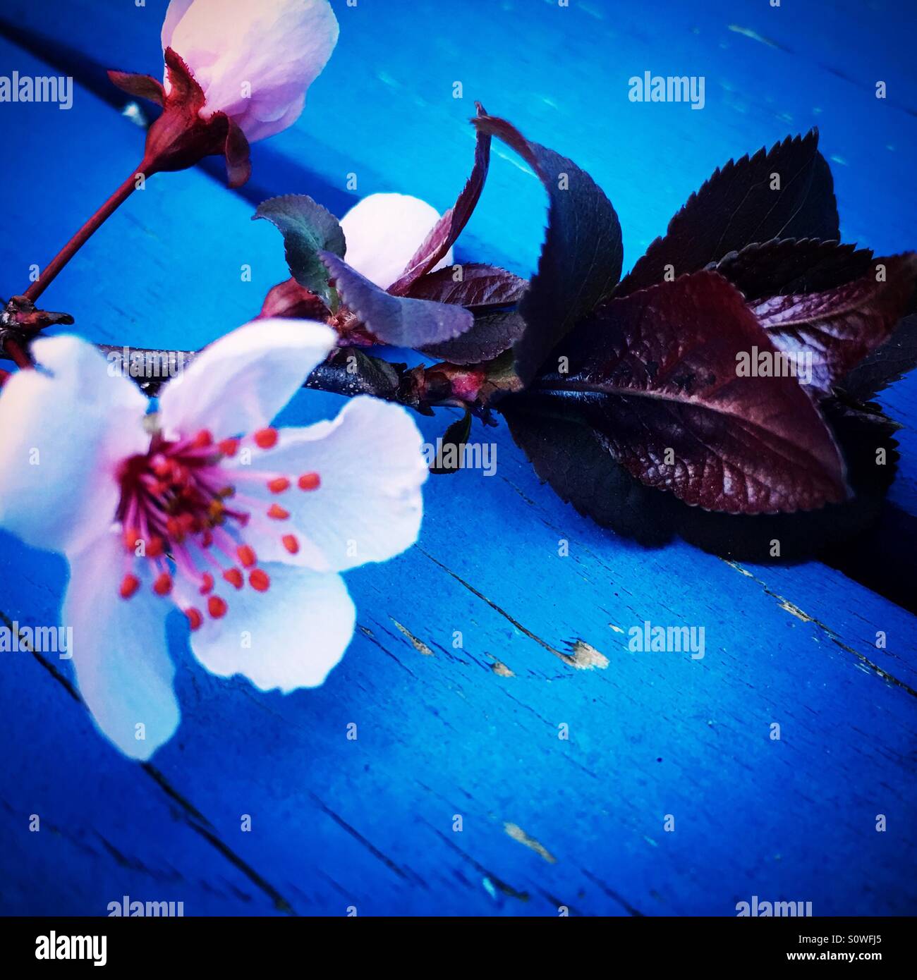 Prune to bloom hi-res stock photography and images - Alamy