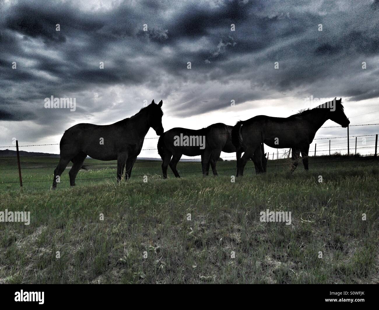 Horse stormy sky hi-res stock photography and images - Alamy