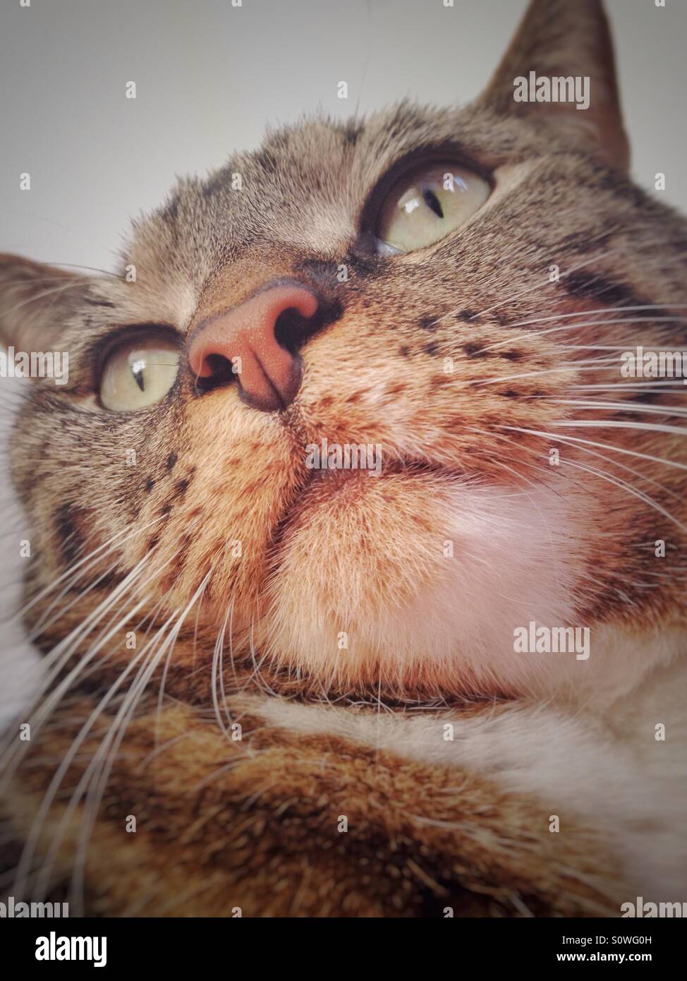 Cat portrait from below Stock Photo - Alamy