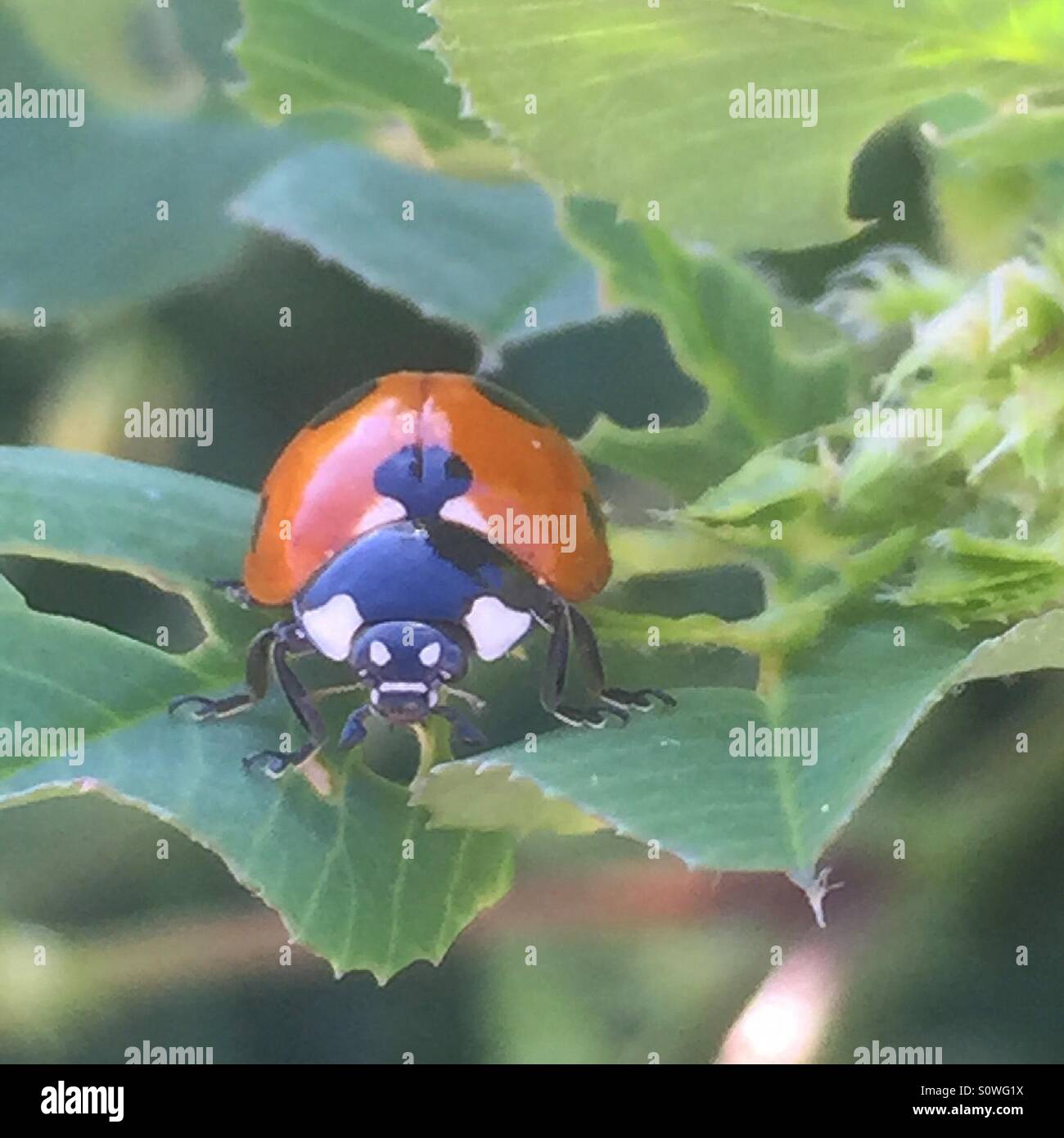 Ladybug On Clover High Resolution Stock Photography and Images - Alamy