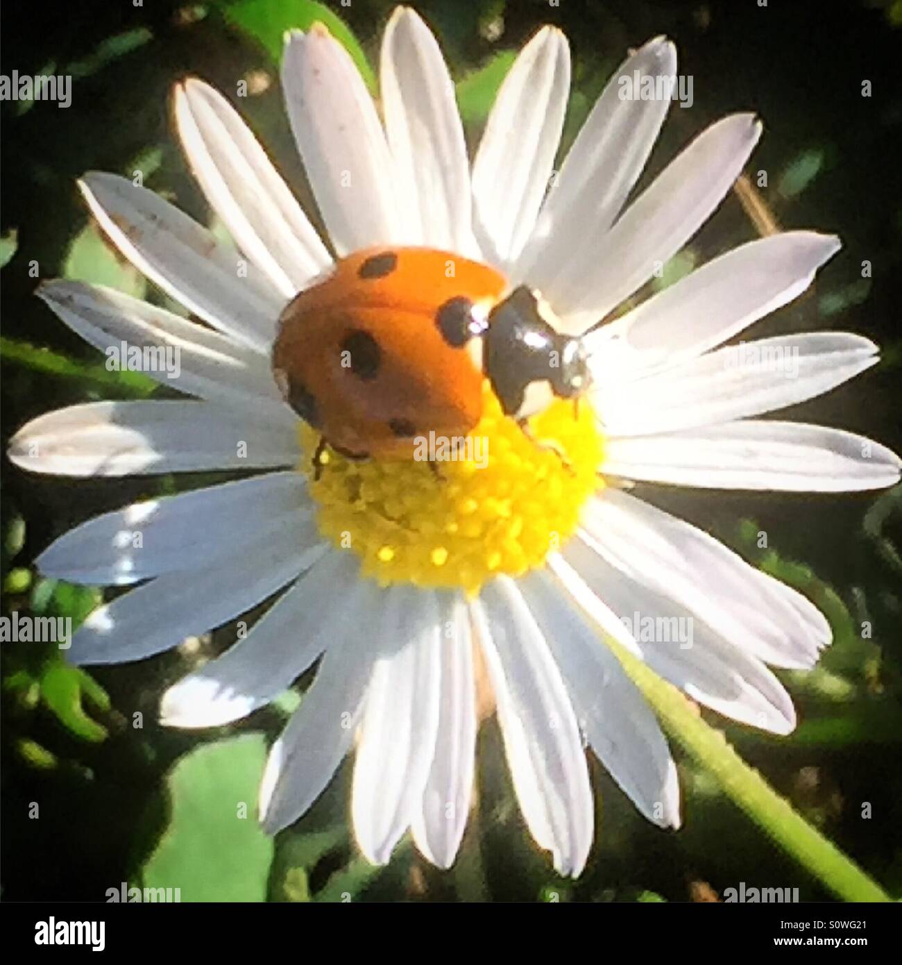 Daisy with a ladybug perched on it Stock Photo - Alamy
