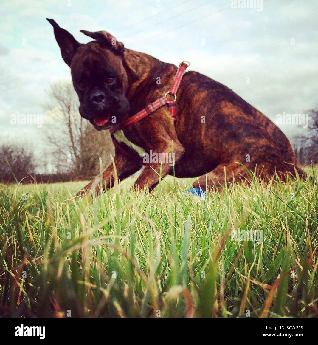 Boxer dog ears hi-res stock photography and images - Alamy