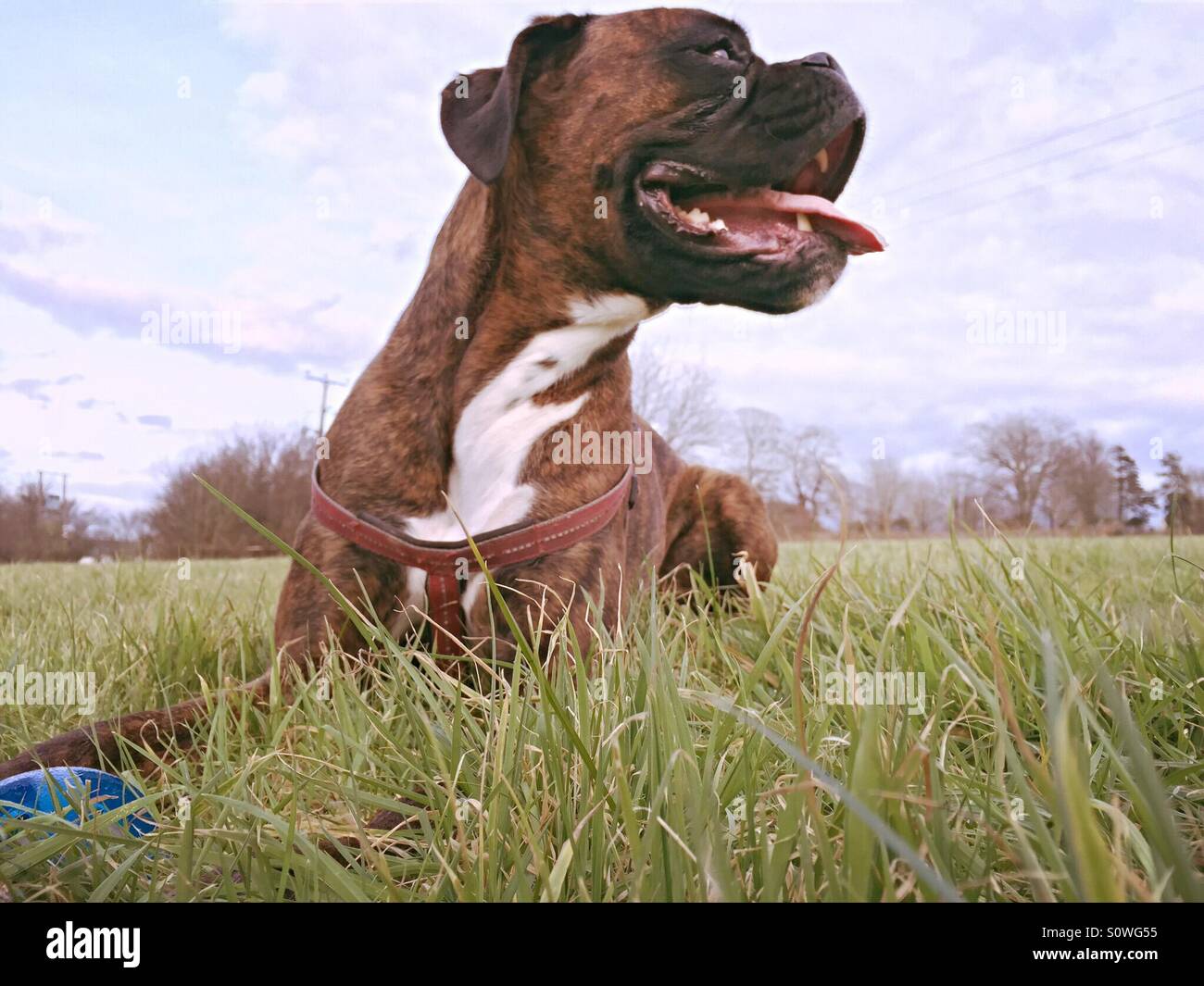 Boxer dog playing in field with ball Stock Photo - Alamy