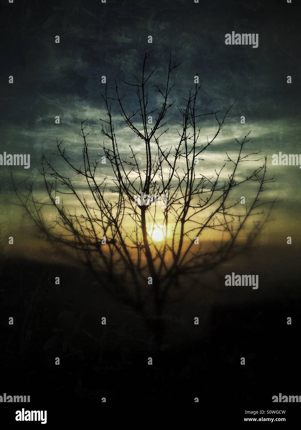 Sunset behind the tree Stock Photo - Alamy