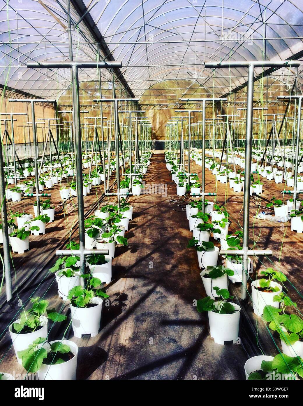 Fertigation hi-res stock photography and images - Alamy