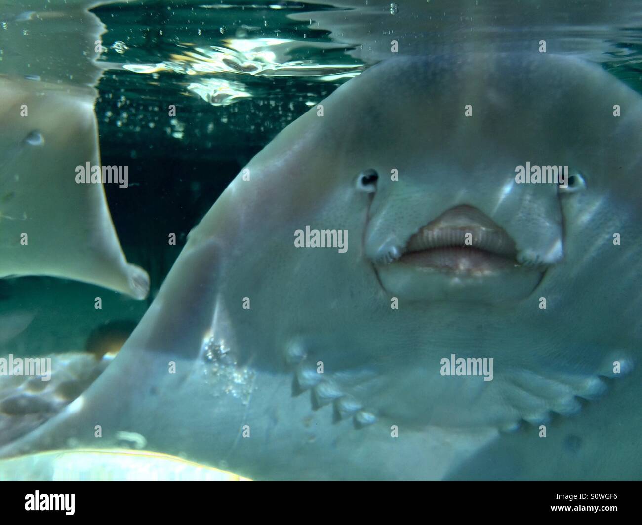 Stingray Face High Resolution Stock Photography and Images - Alamy