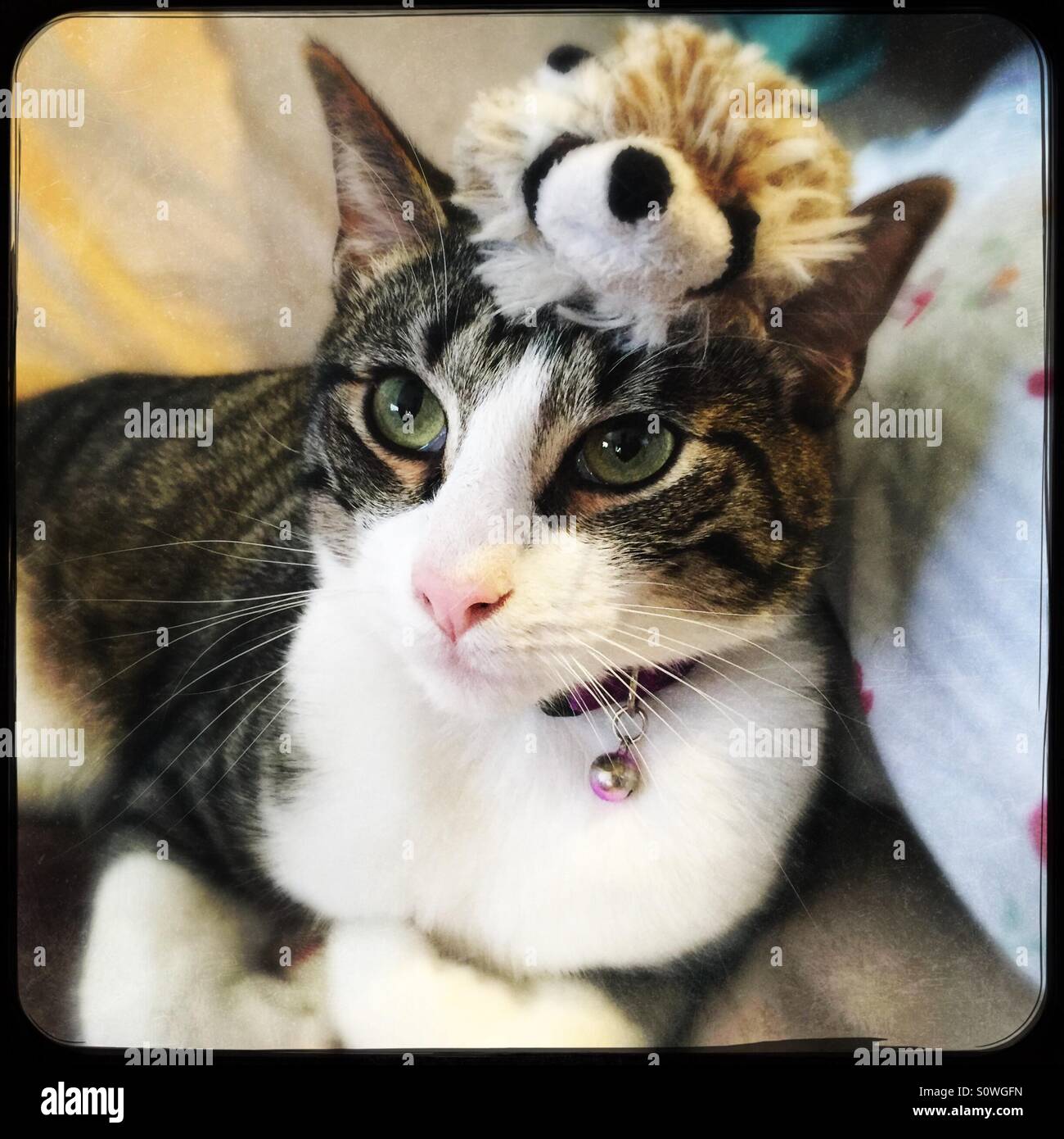 Annoyed pet hi-res stock photography and images - Alamy