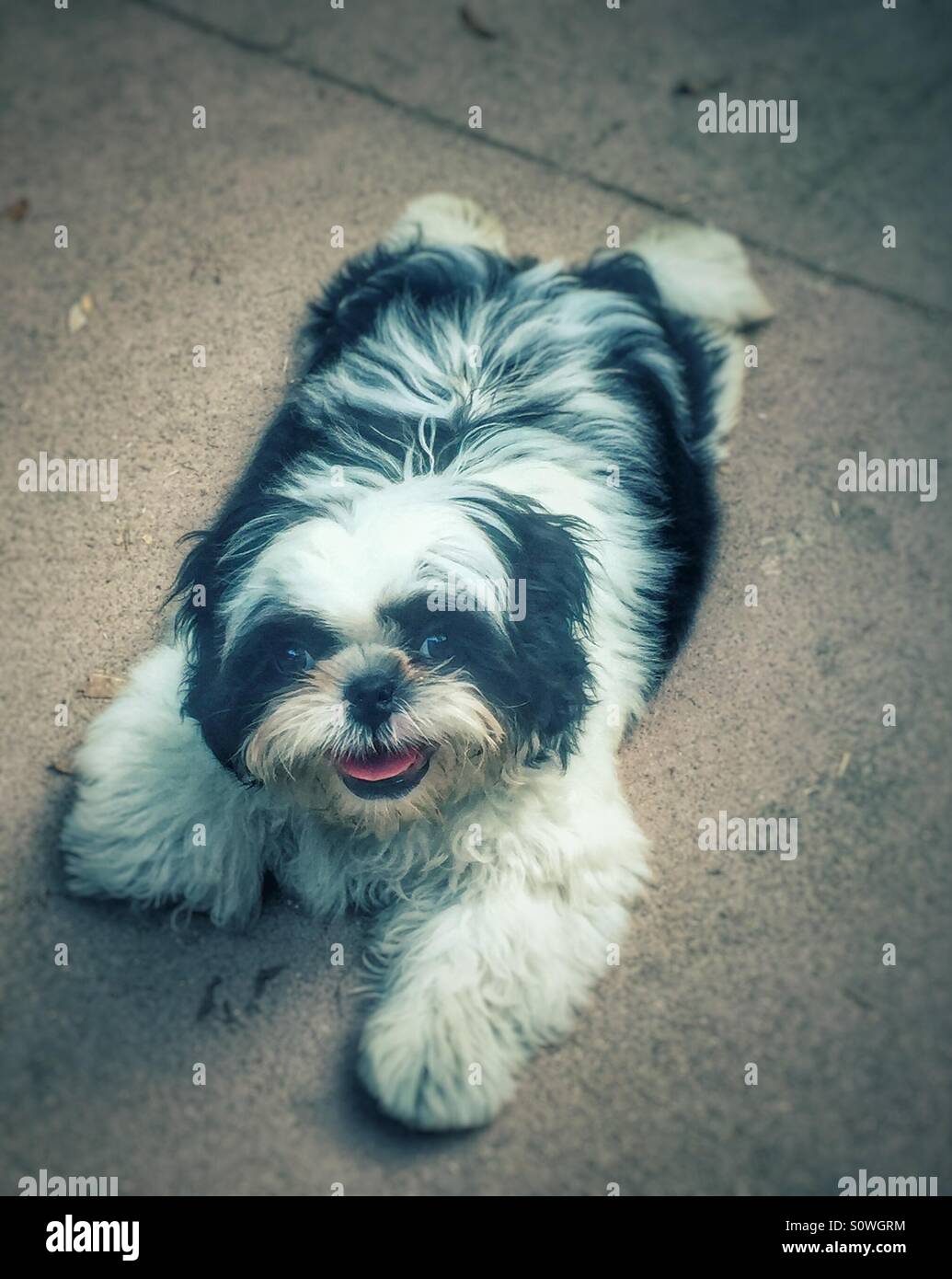 Lying dogs hi-res stock photography and images - Alamy