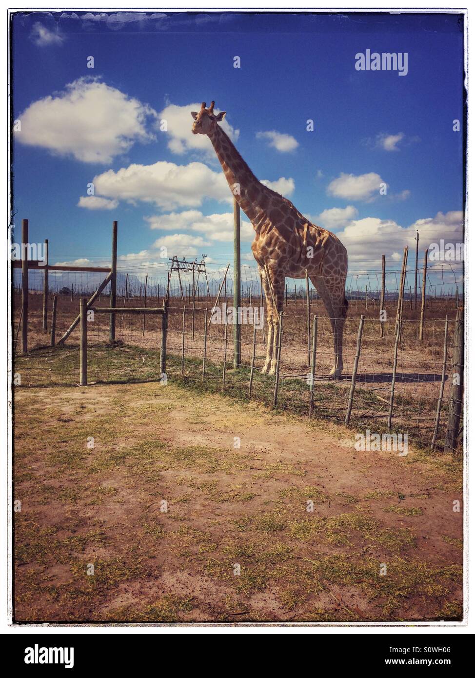 Giraffe house hi-res stock photography and images - Alamy