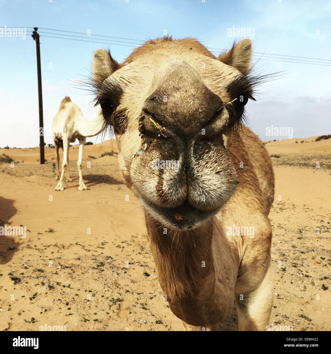 Close up of Camel Stock Photo - Alamy
