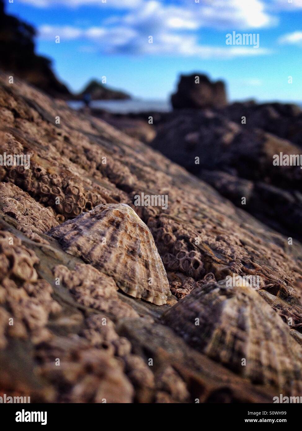 Seaside wildlife hi-res stock photography and images - Alamy