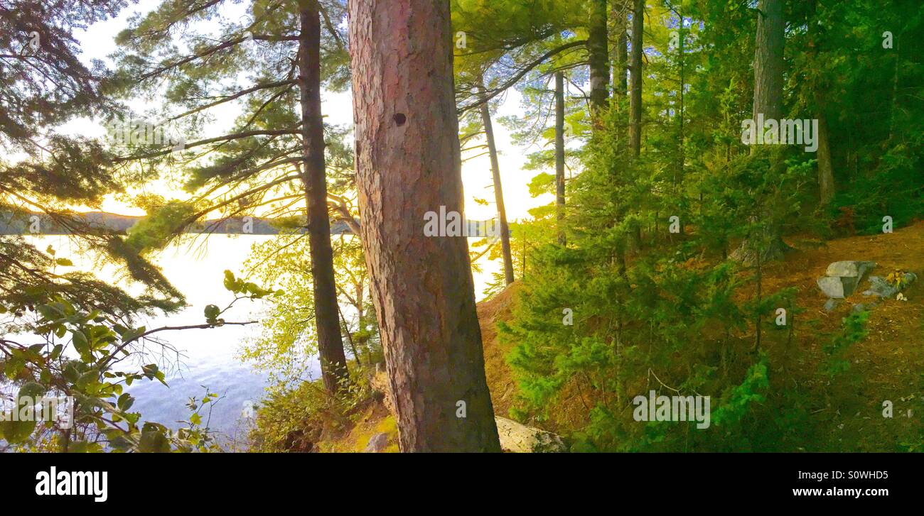 Shoreline forest hi-res stock photography and images - Alamy