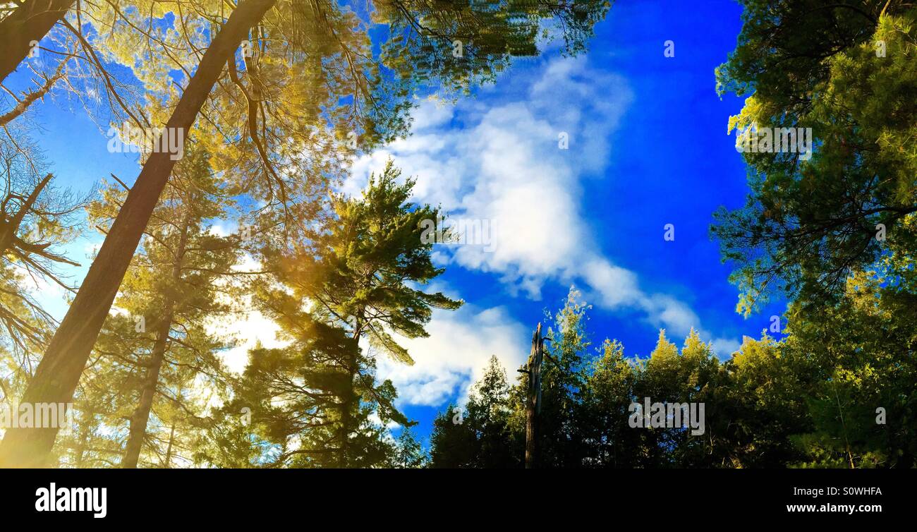 Canopy under hi-res stock photography and images - Alamy