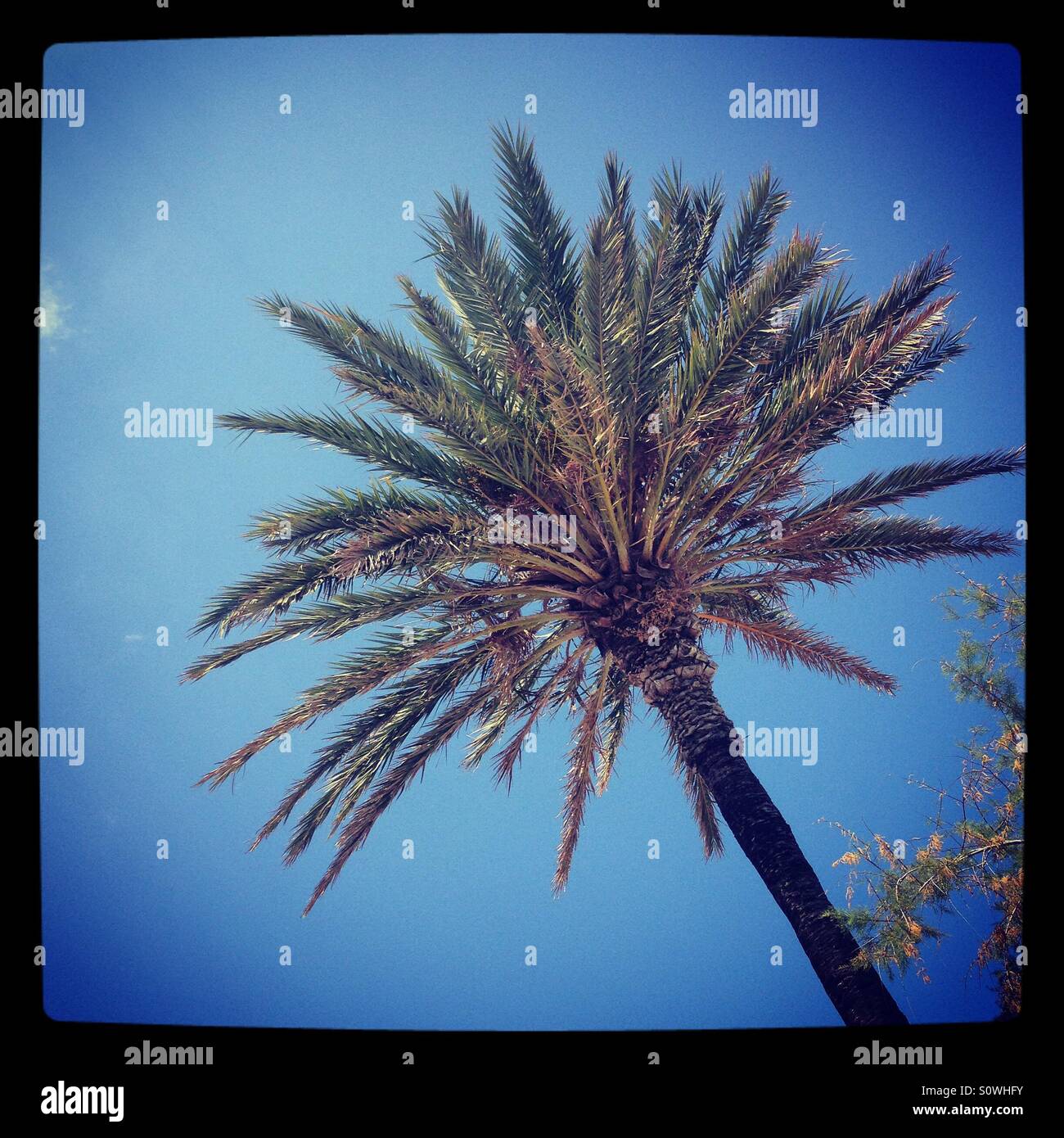 Mallorca Palm tree Stock Photo - Alamy