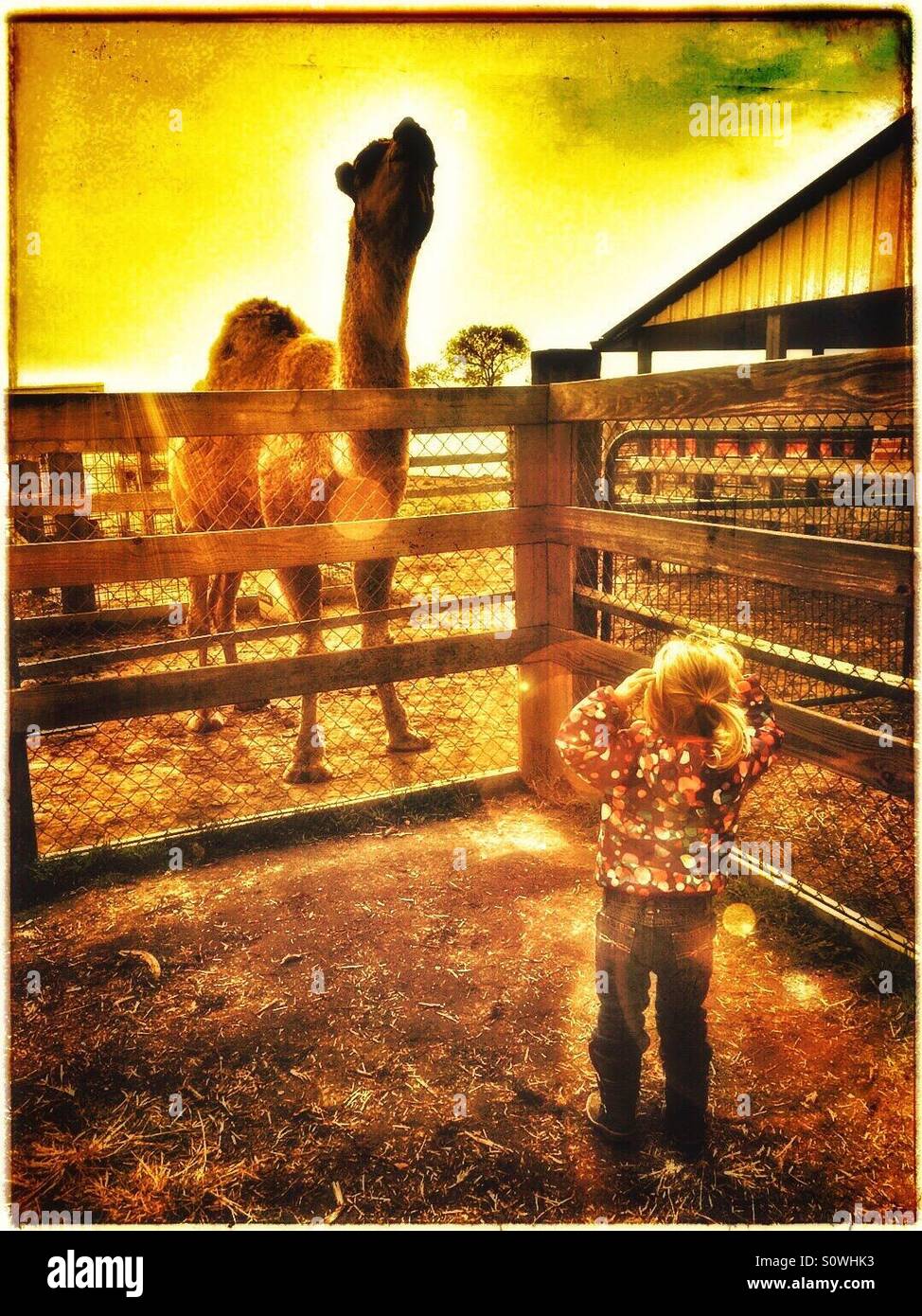 Camel Girl High Resolution Stock Photography and Images - Alamy