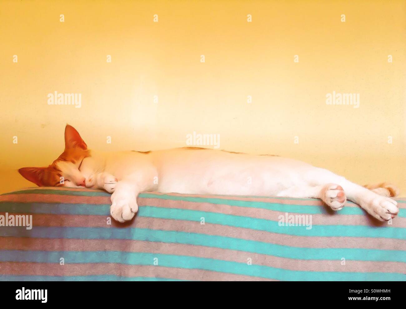 Summer cat nap Stock Photo - Alamy