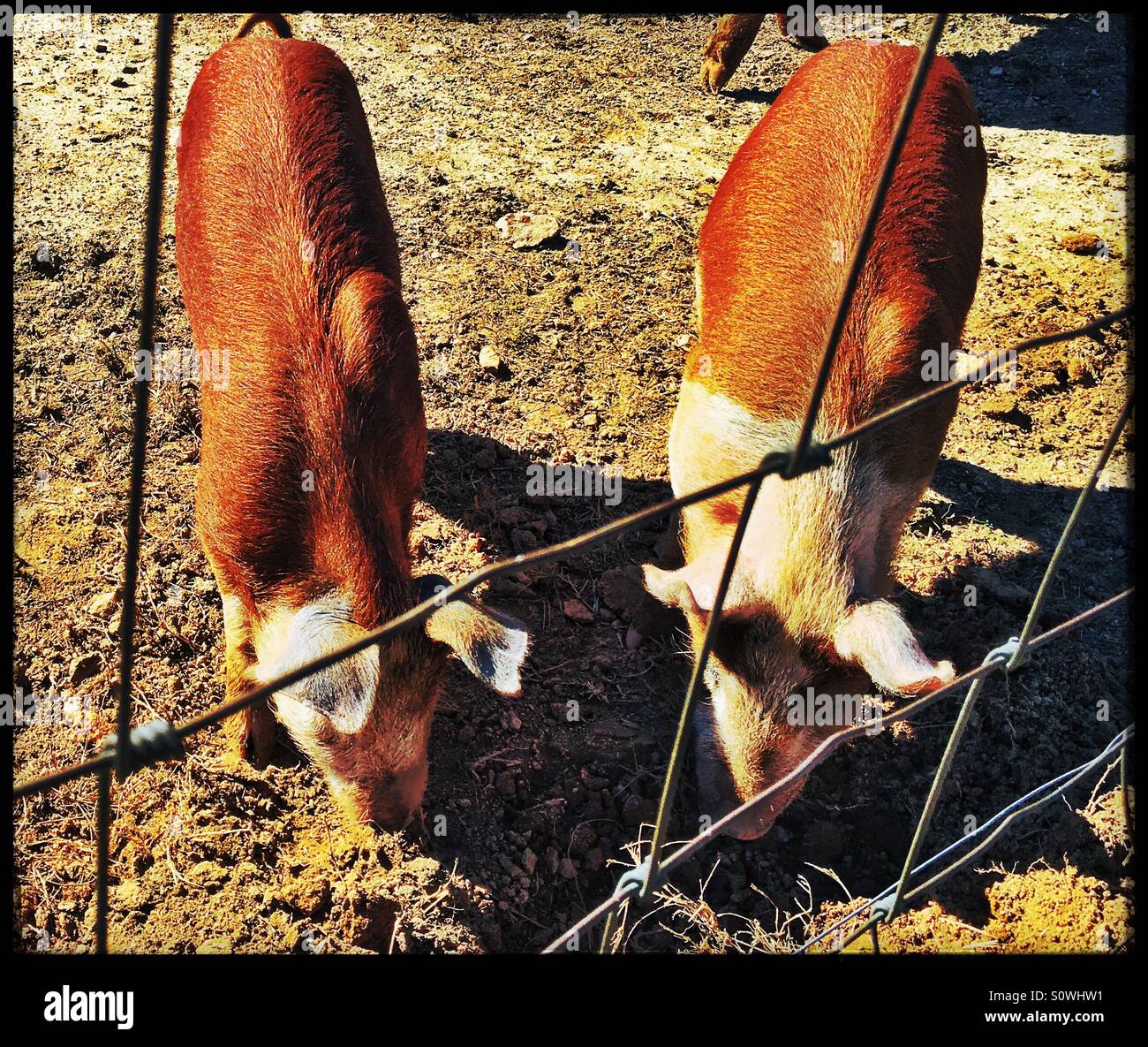 Baby Pigs High Resolution Stock Photography and Images - Alamy