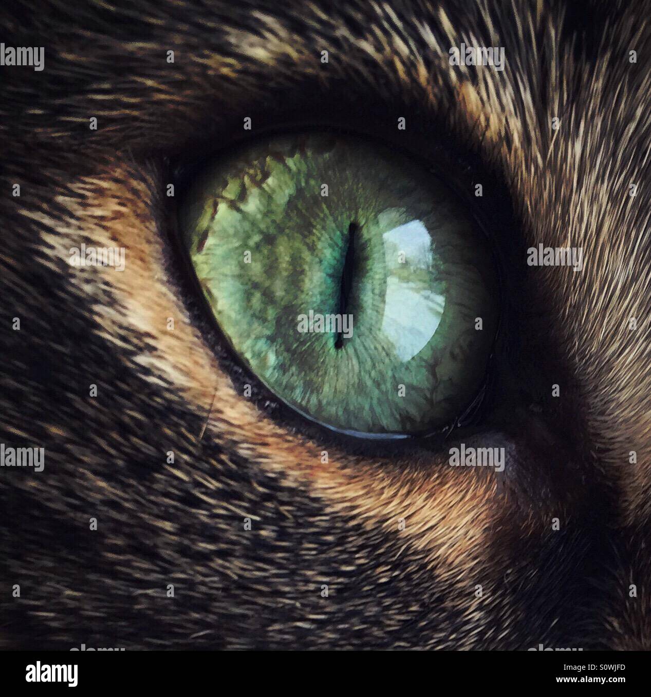 Eye pupil cat hi-res stock photography and images - Alamy