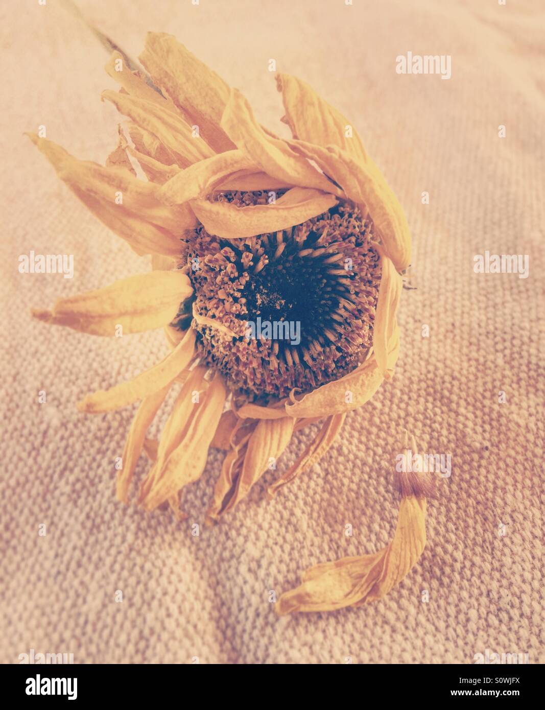 Wilted Gerber Daisy Stock Photo - Alamy