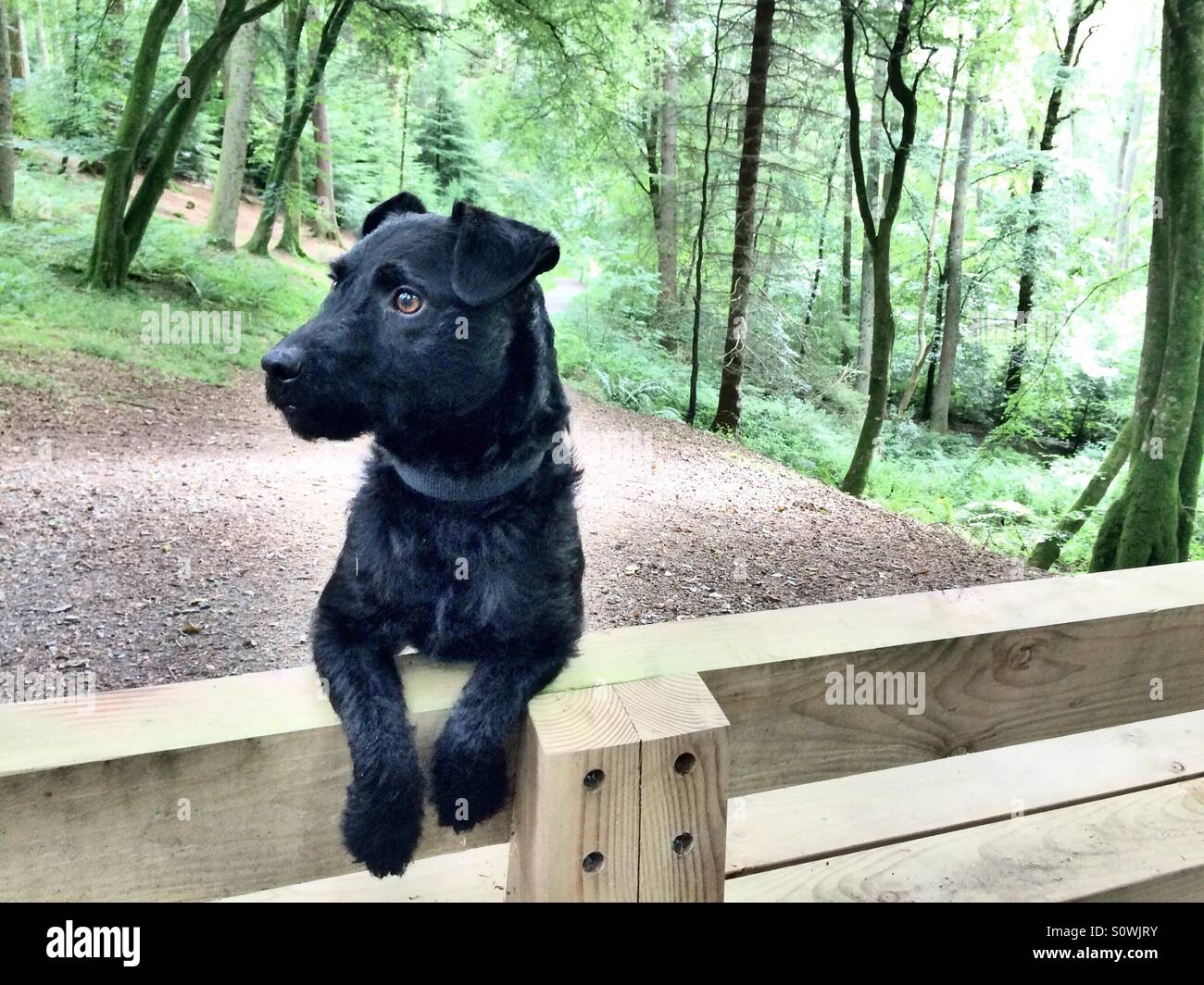 Dog walk forest hi-res stock photography and images - Alamy