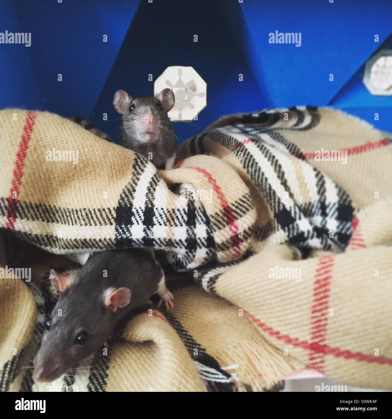 Mouse house hi-res stock photography and images - Alamy